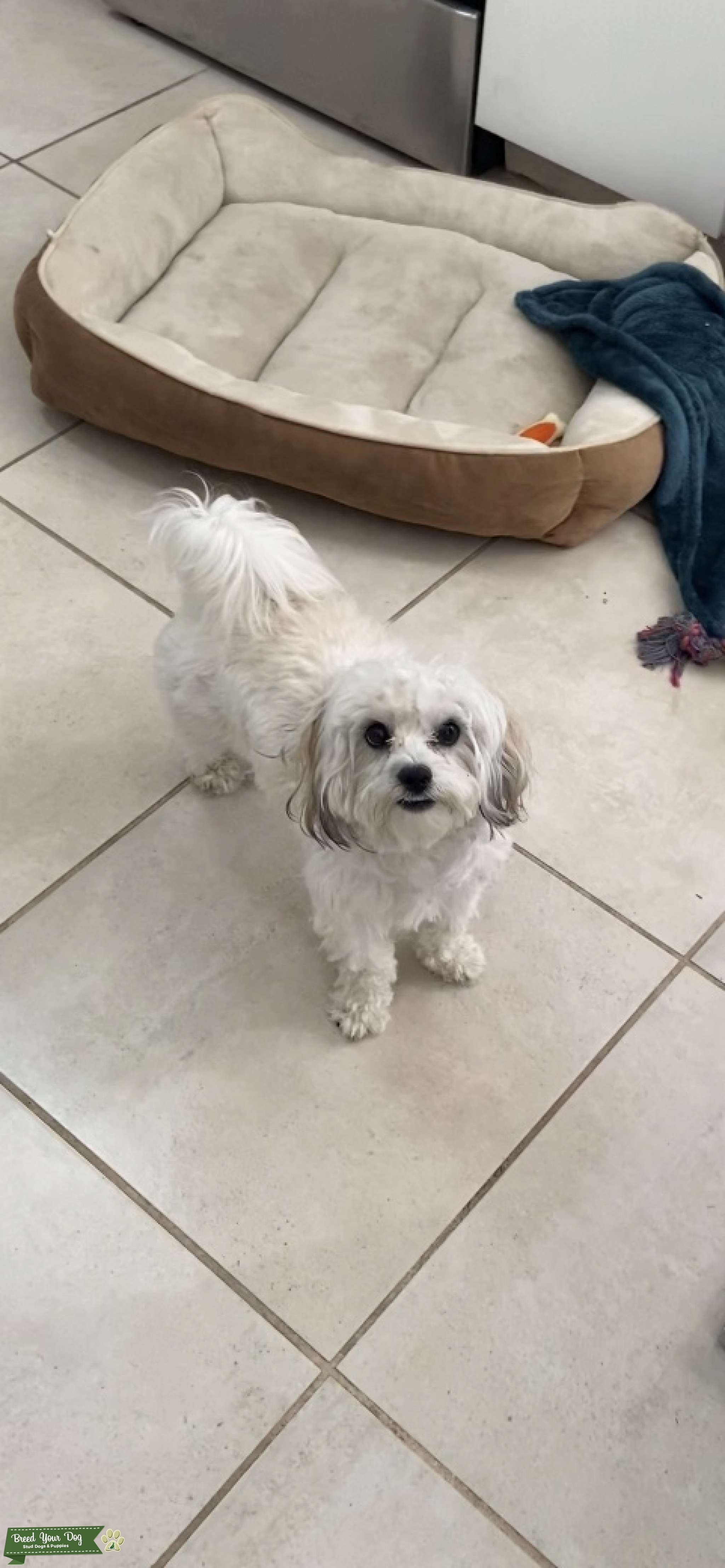 Breeding my toy playful havapoo - Stud Dog in Hillsborough County ...