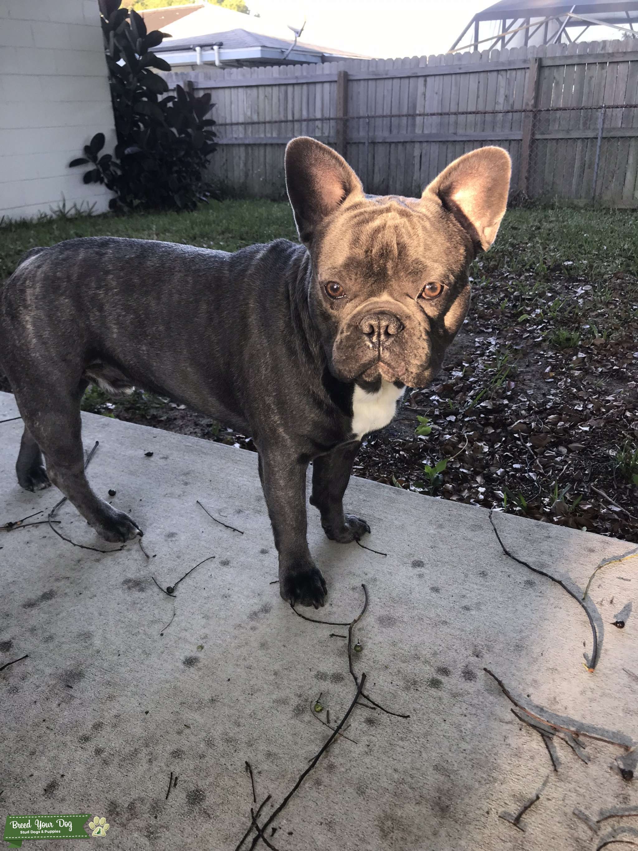 Frenchie stud blue brindle - Stud Dog in Lake alfred, the United States ...
