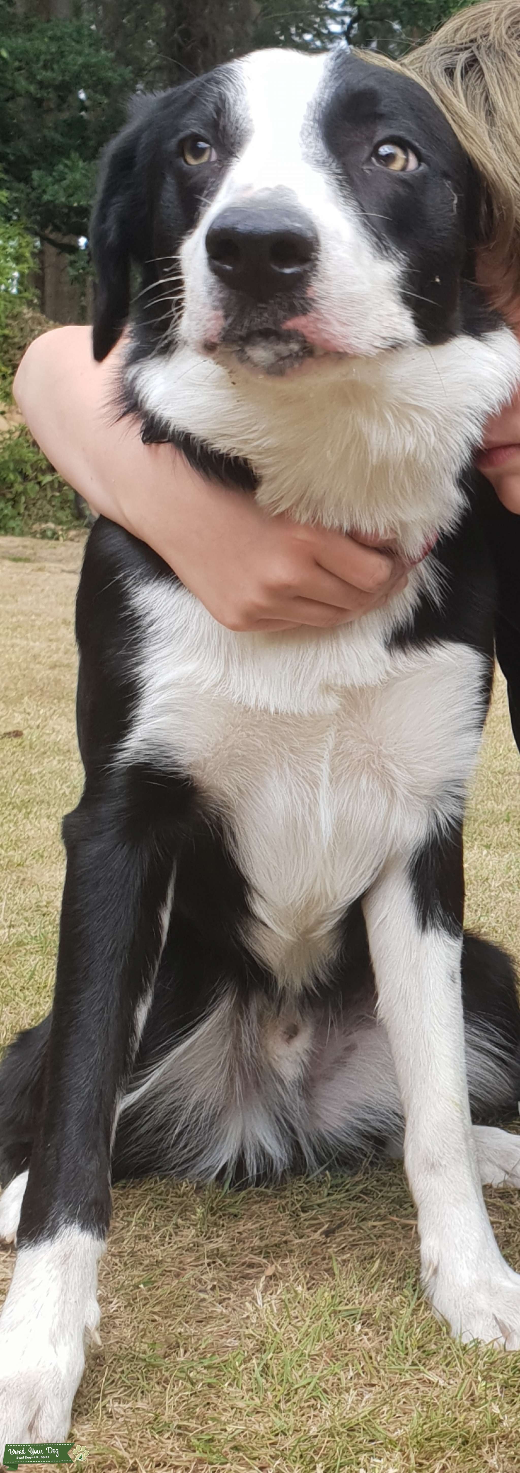 Border collie stud - Stud Dog in West Sussex , United States | Breed ...
