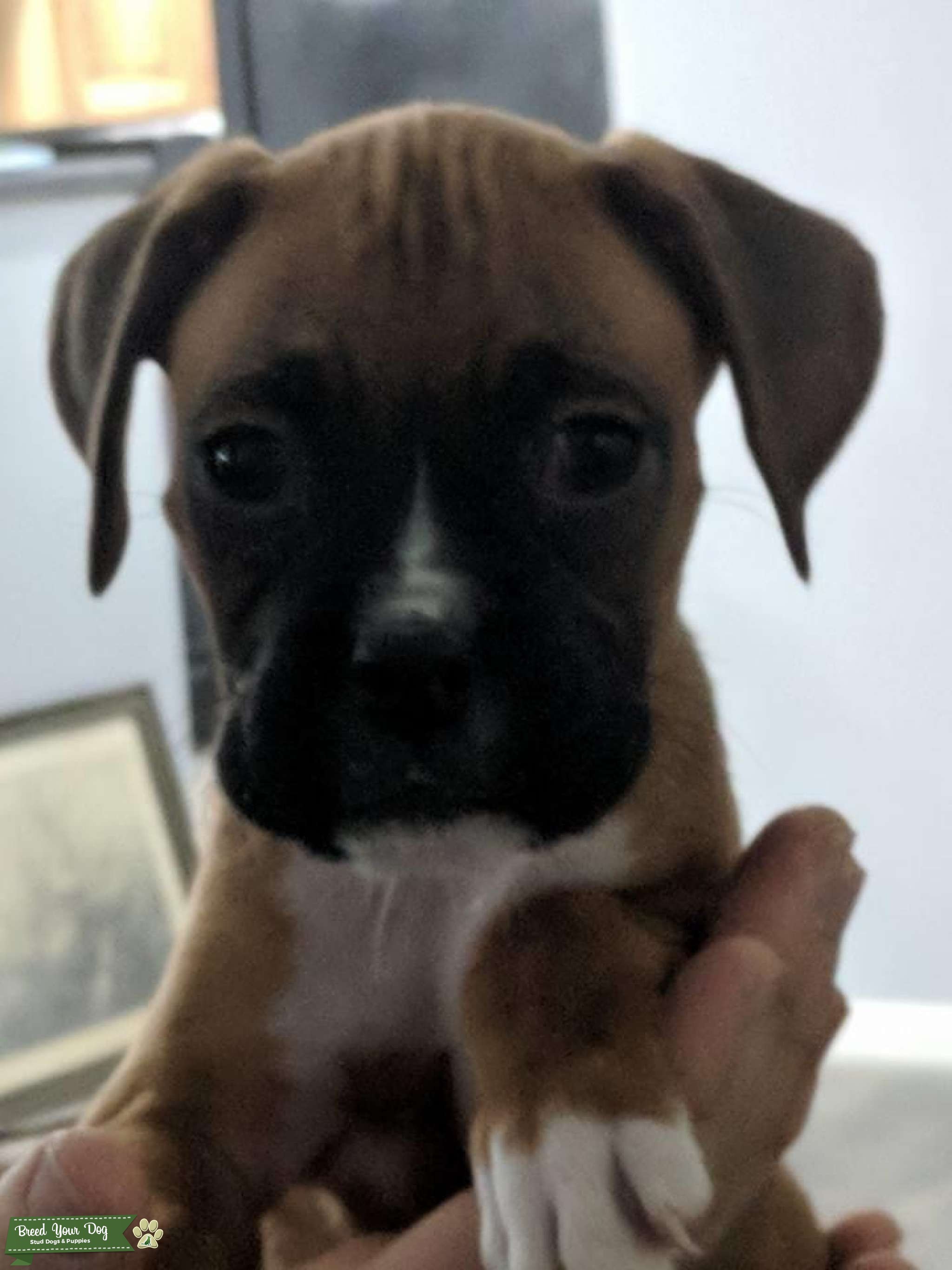 Female Boxer Ready to Breed NOW! - Stud Dog in Brighton , the United ...