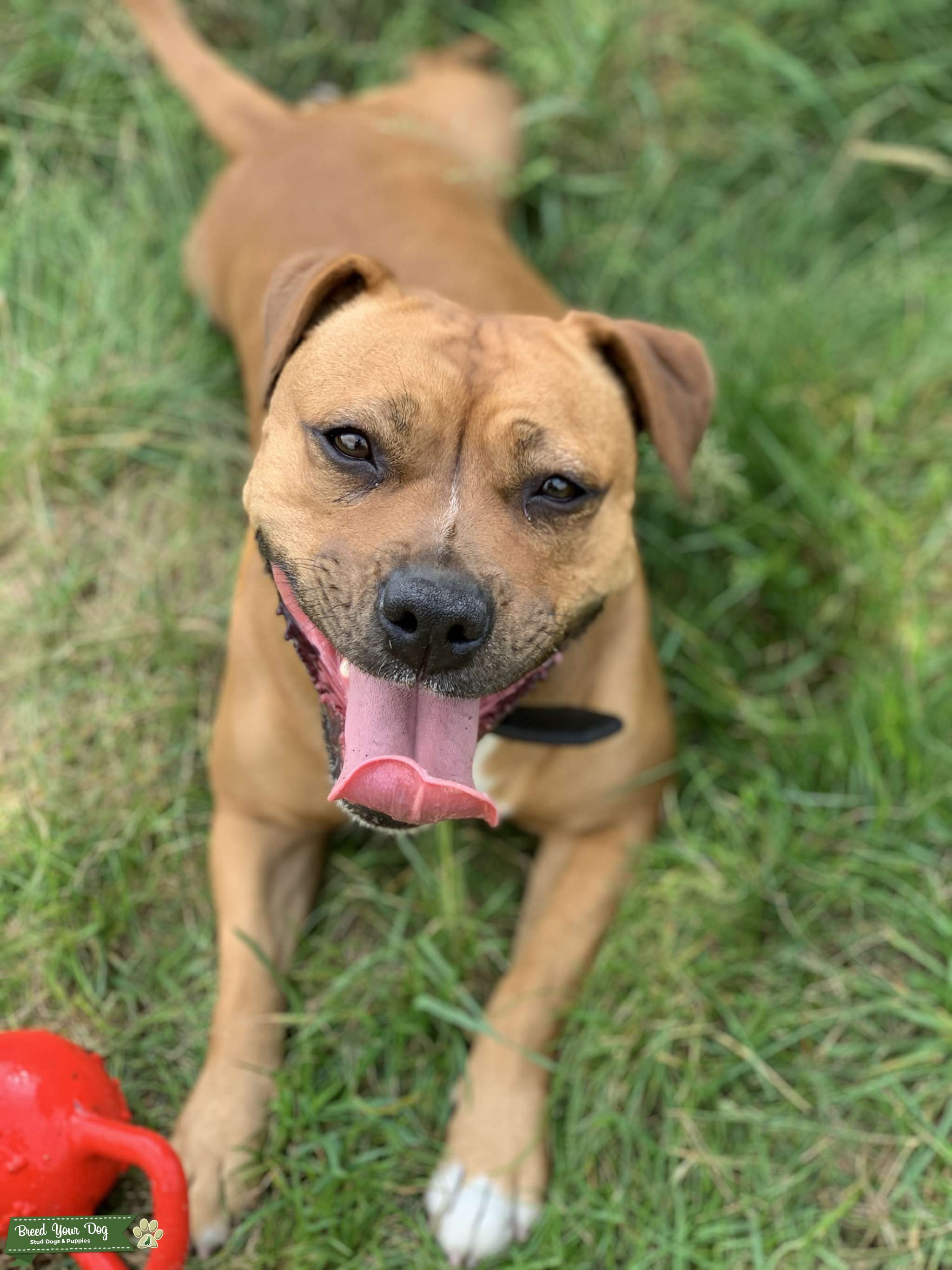 Red Staffy Bitch - Stud Dog in South Yorkshire, the United States ...