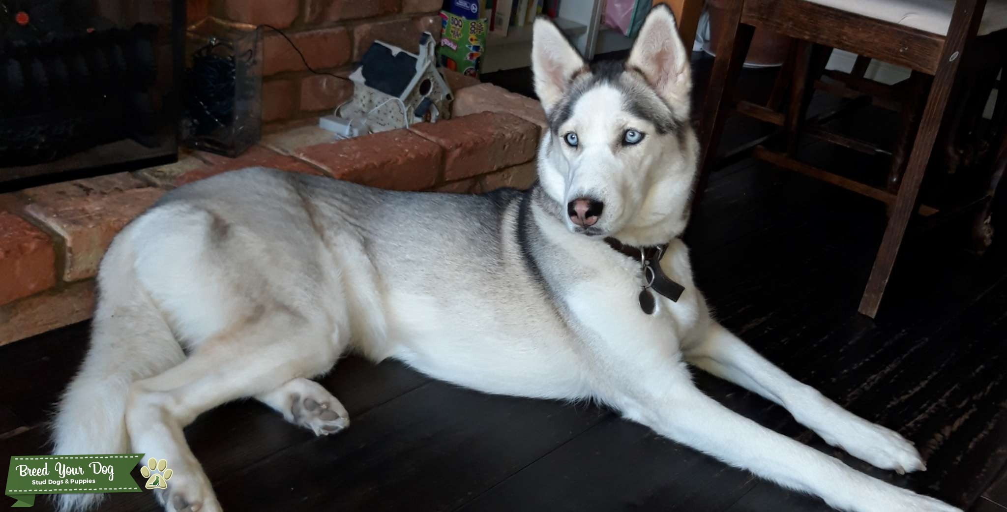 Siberian Husky - Stud Dog in Essex, the United States | Breed Your Dog