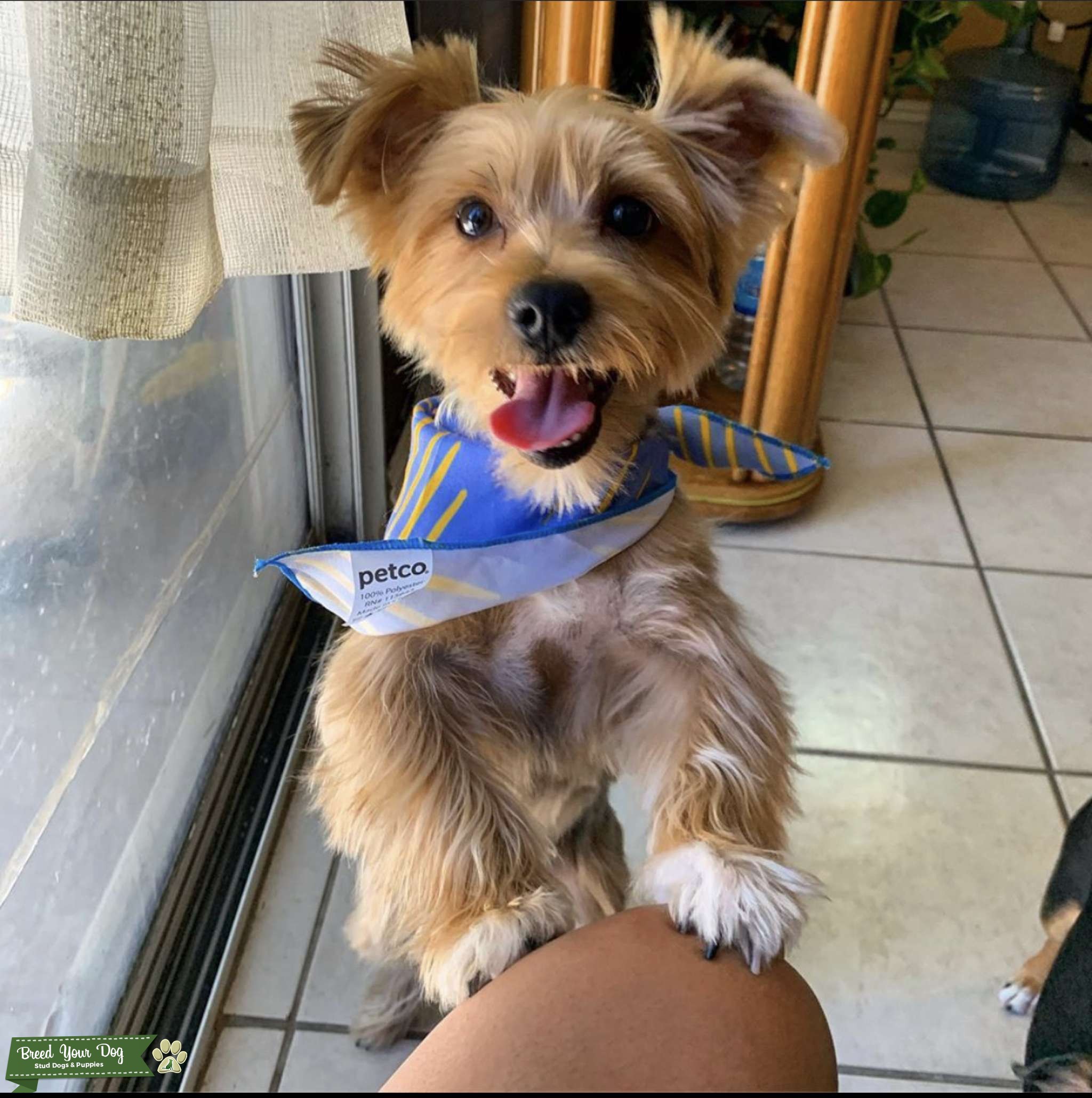 Brown Yorkshire terrier - Stud Dog California - Breed Your Dog