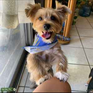 Brown Yorkshire terrier - Stud Dog in California , United States ...