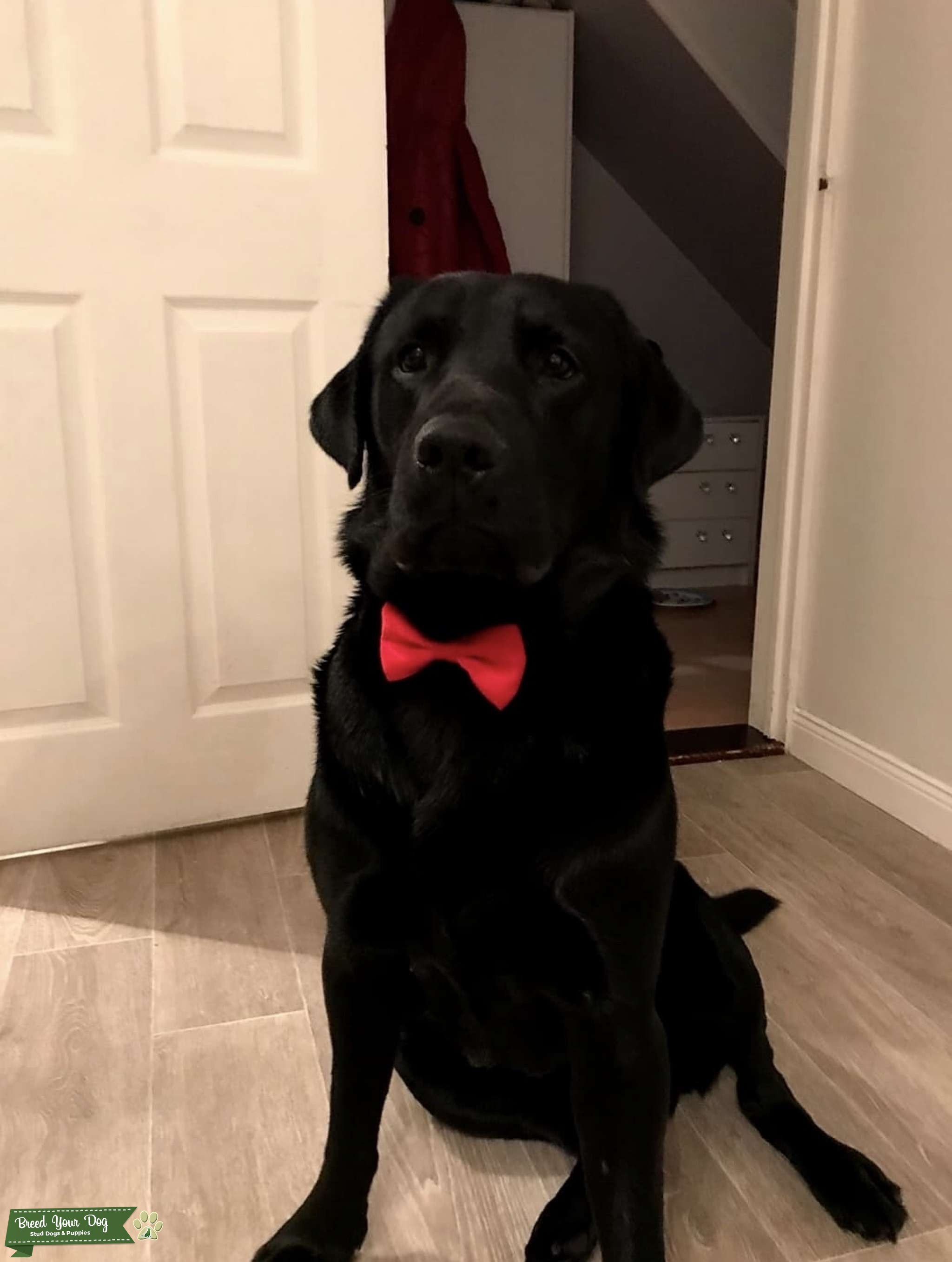 Full breed Labrador stud - Stud Dog Newry - Breed Your Dog