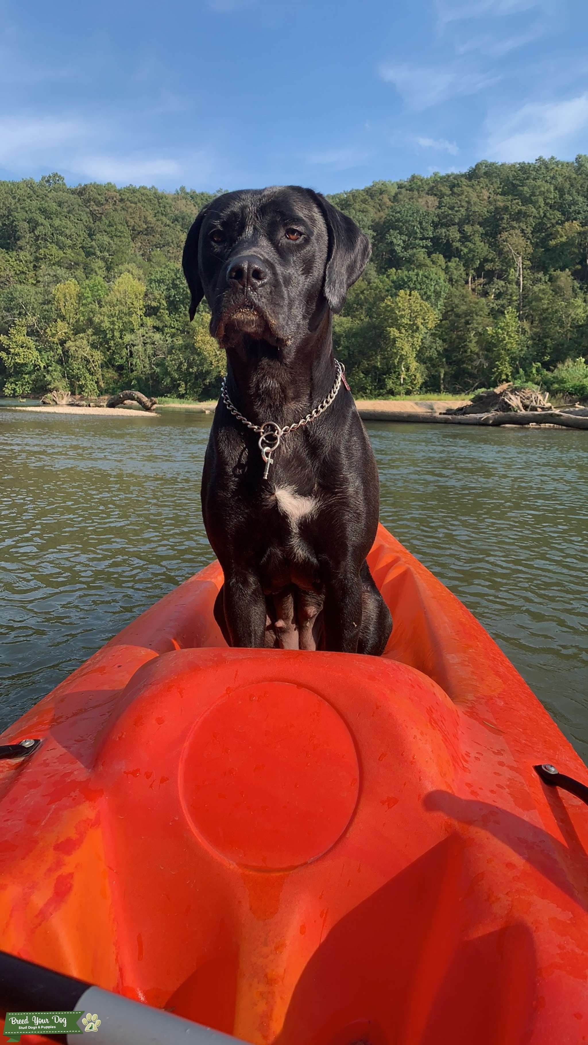 English mastiff female - Stud Dog Fayetteville - Breed Your Dog