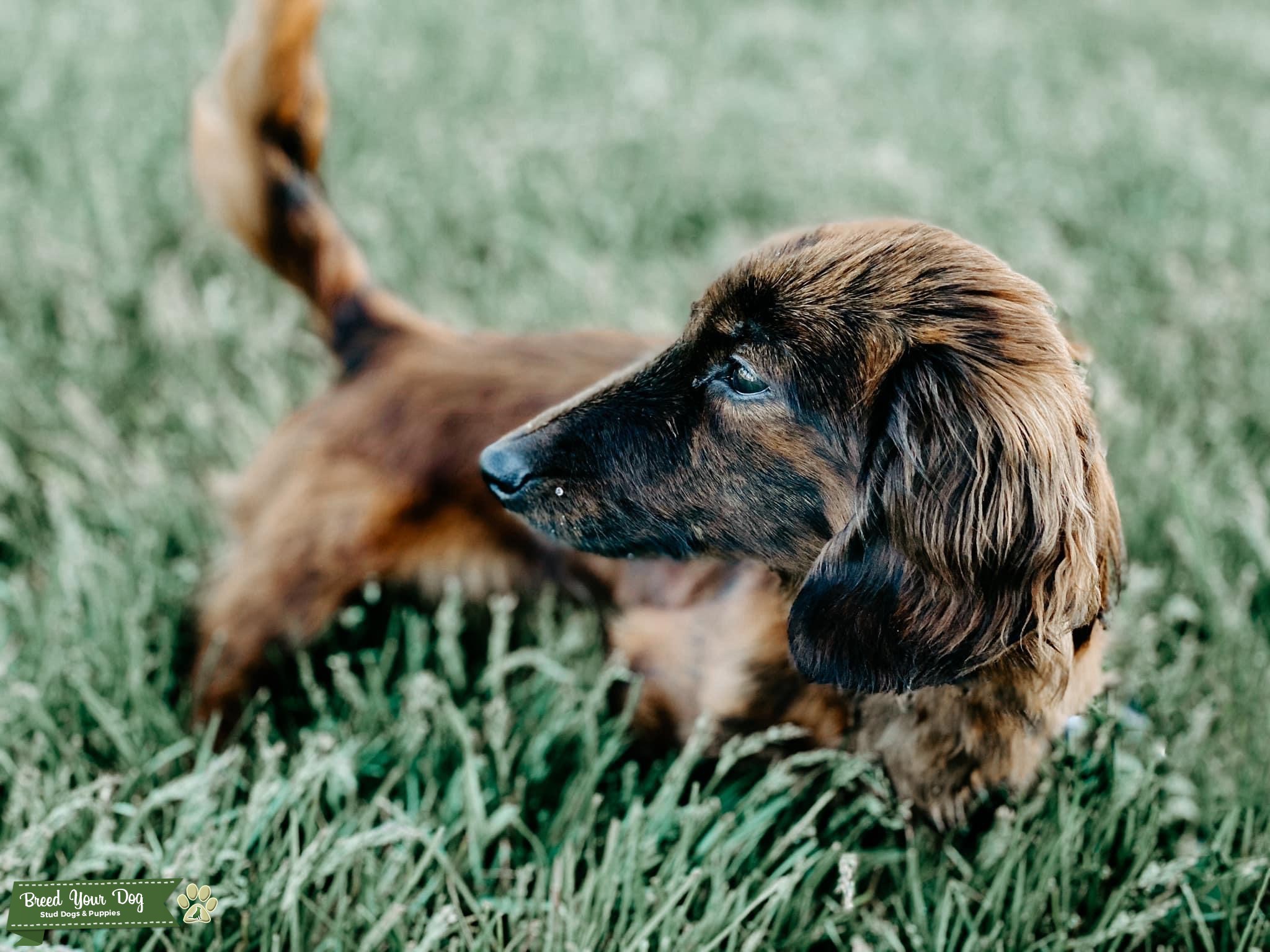 Brindle mini long hair - Stud Dog in Pennsylvania , the United States ...