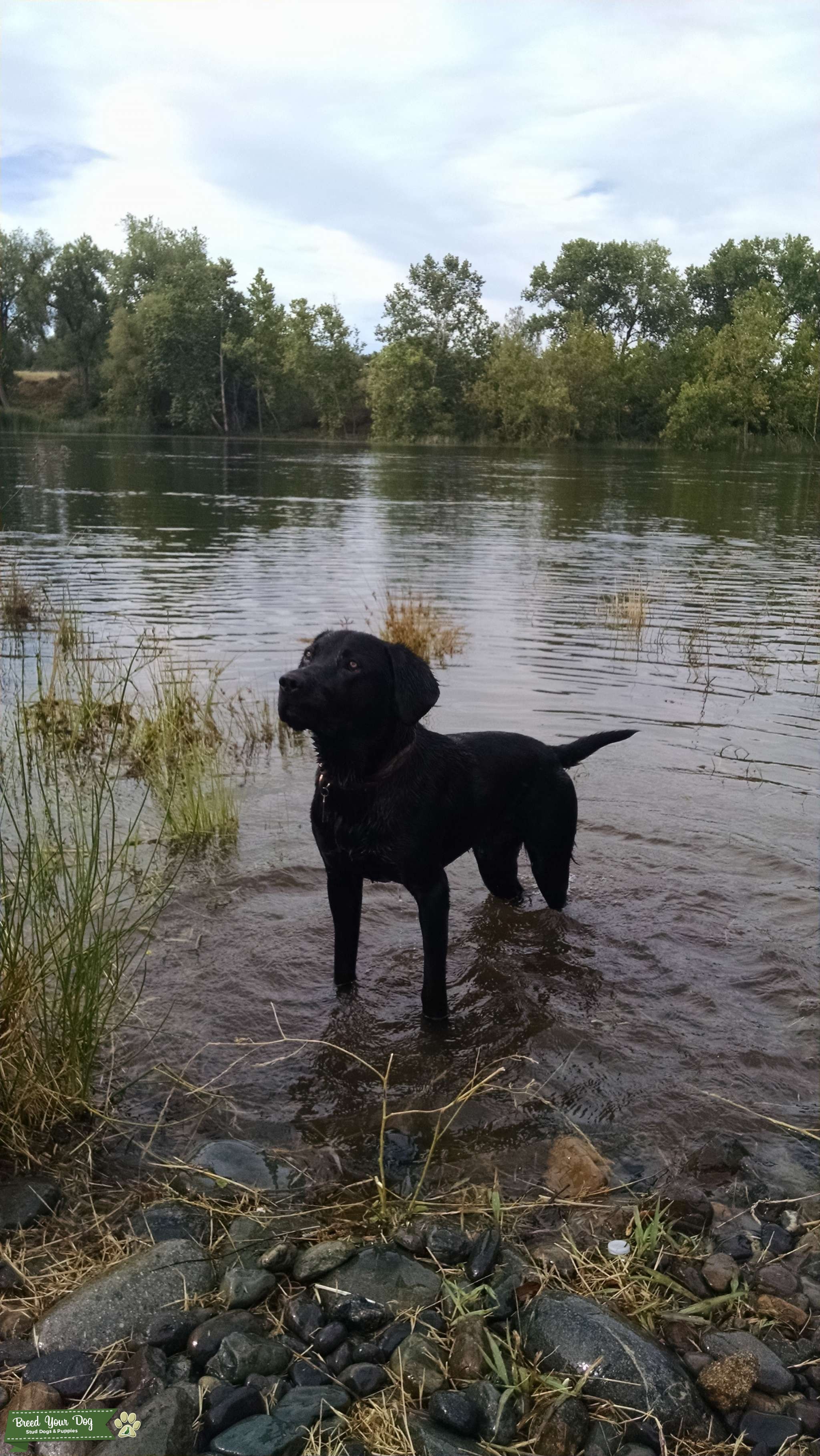 Black Lab Stud - Stud Dog in California, United States | Breed Your Dog