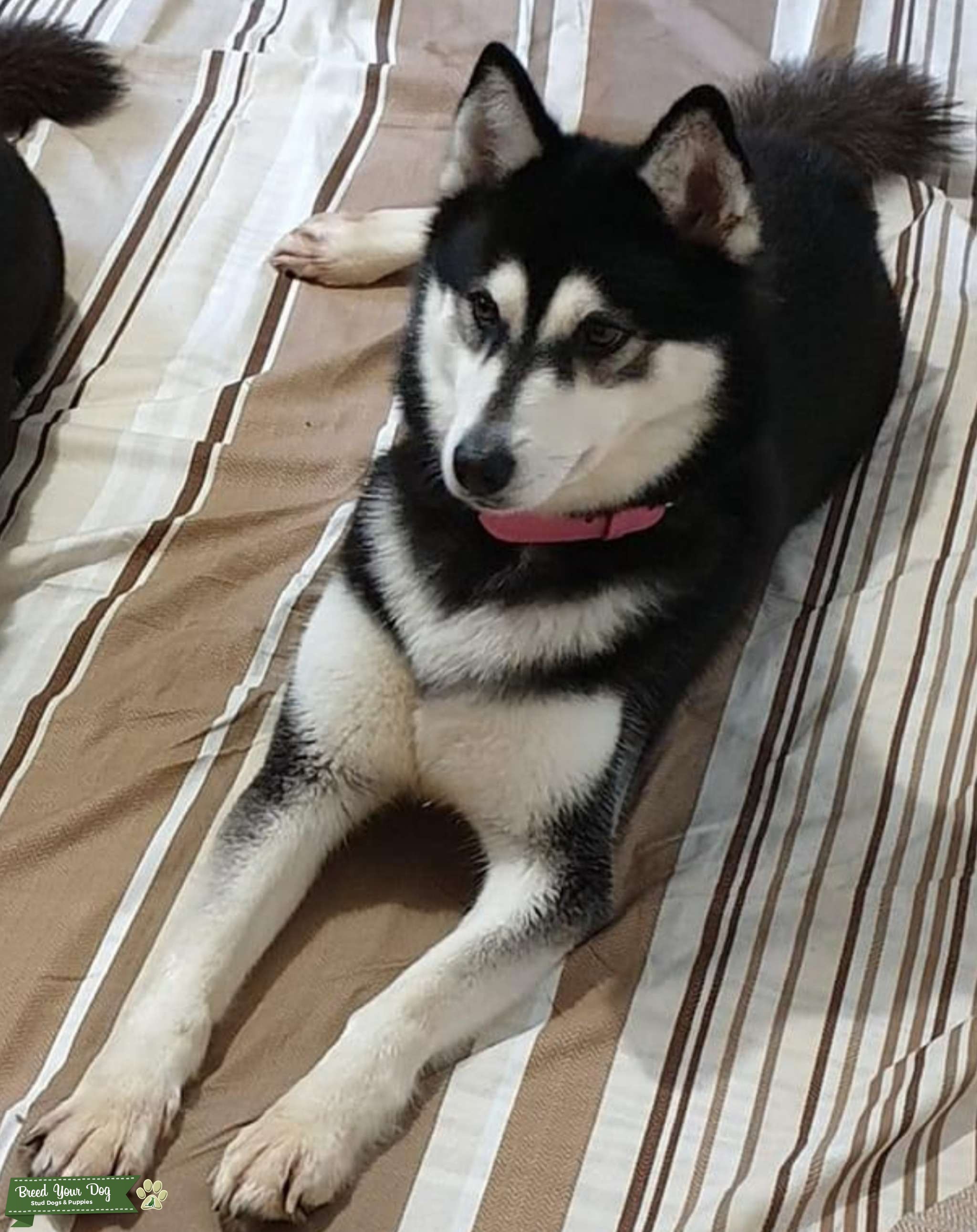 Black and White female Siberian Husky - Stud Dog in Oxfordshire, the ...