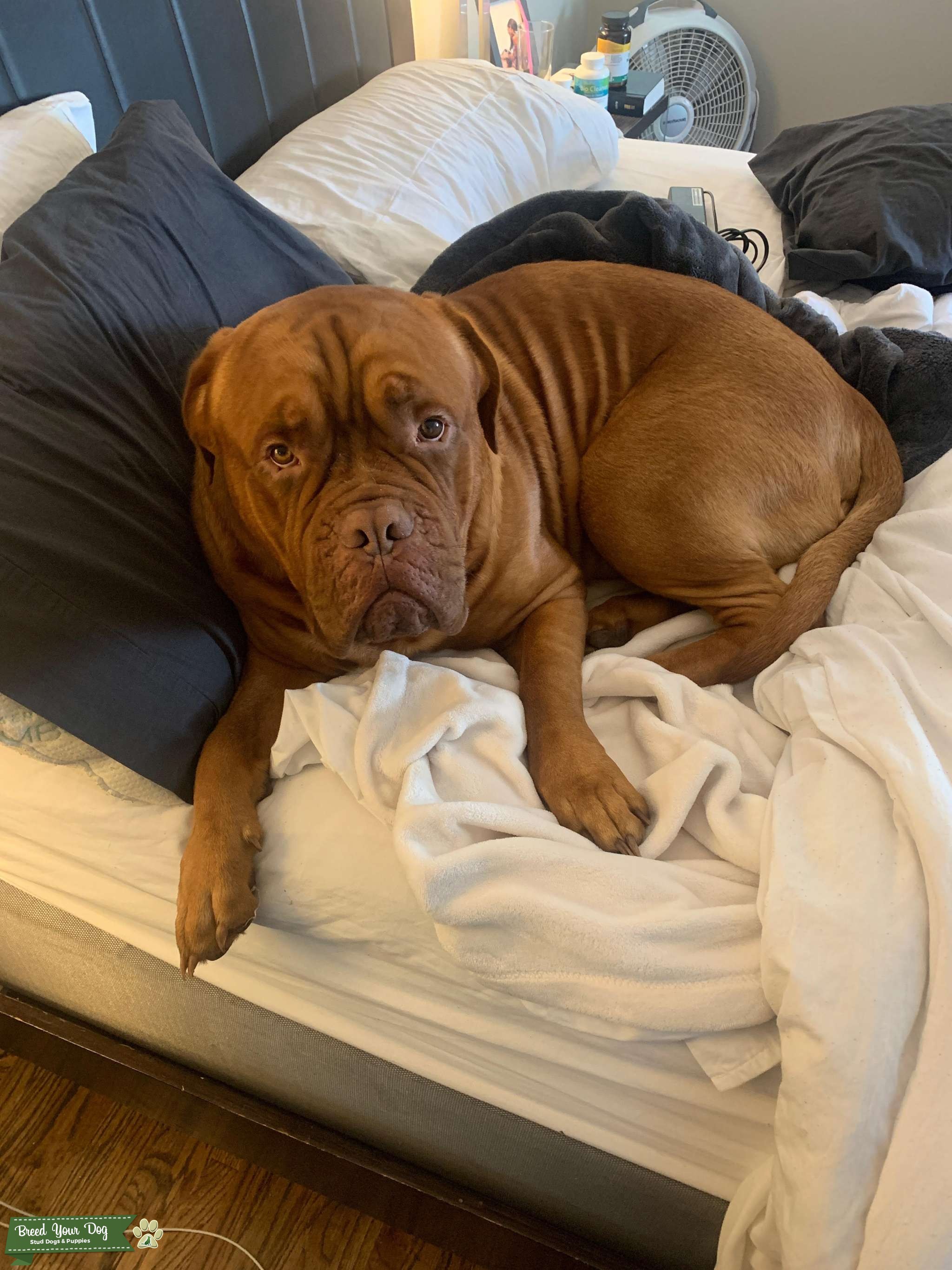 Looking to Stud my beautiful male Dogue de Bordeaux - Stud Dog in ...