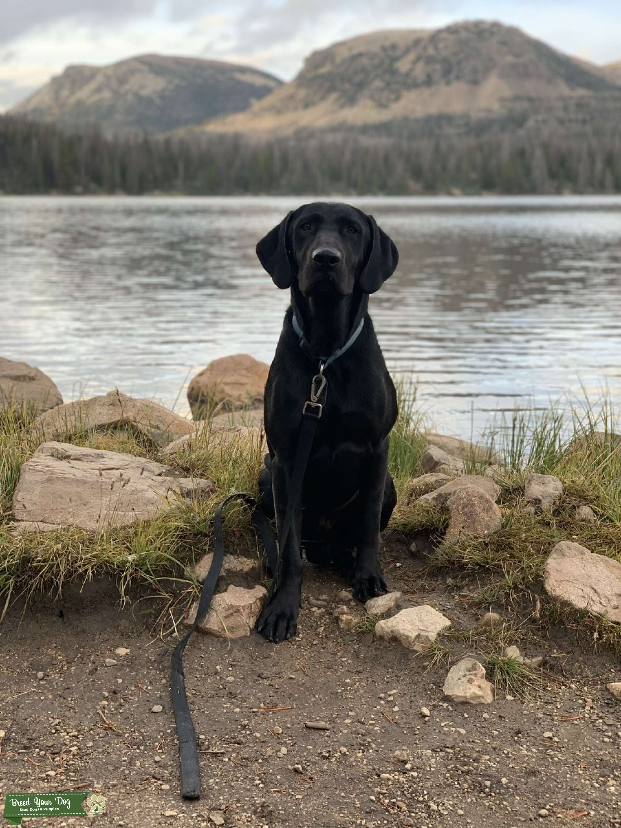 Black Labrador stud - Stud Dog in Idaho falls, United States | Breed ...