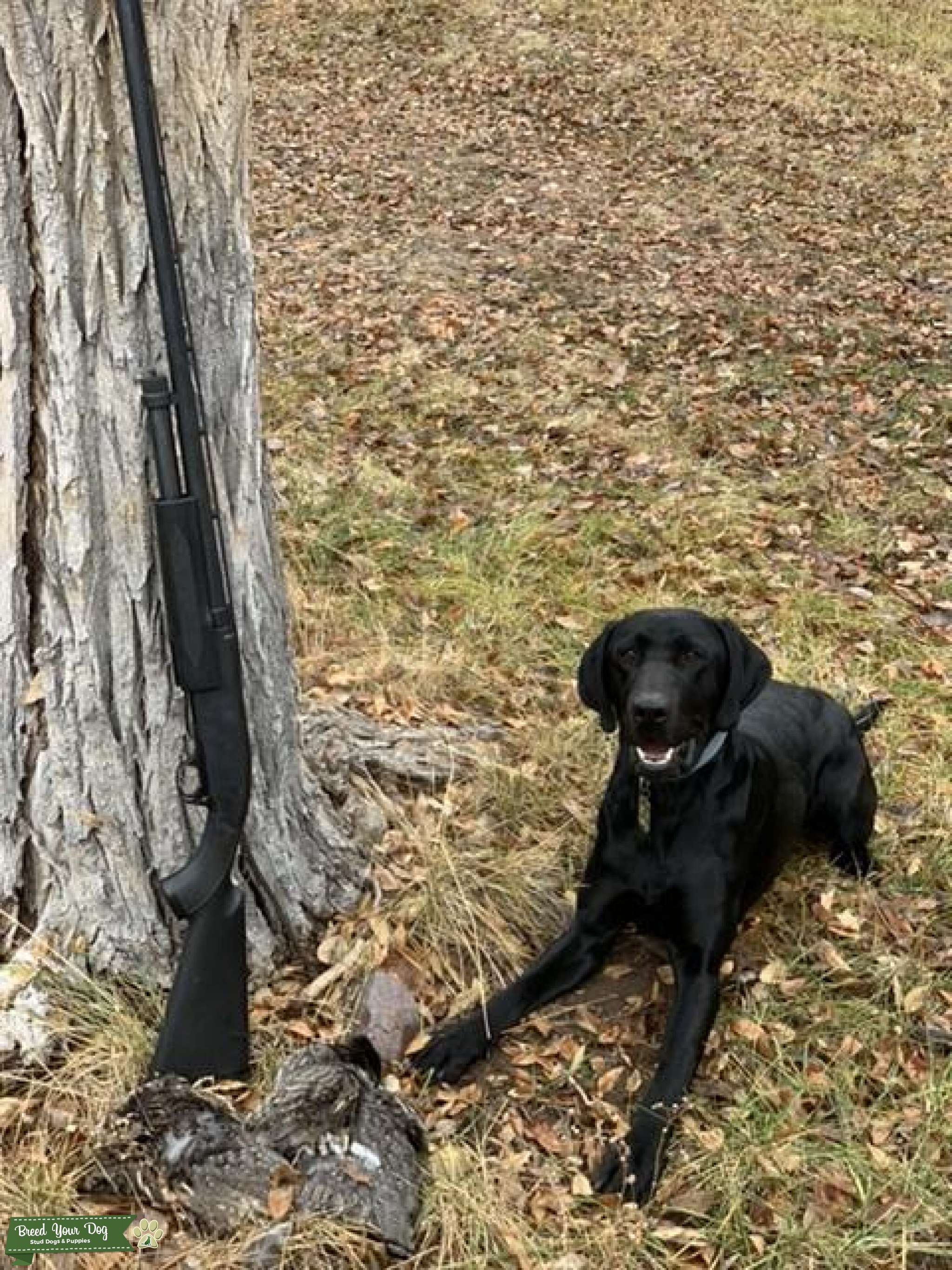 Black Labrador stud - Stud Dog Idaho falls - Breed Your Dog