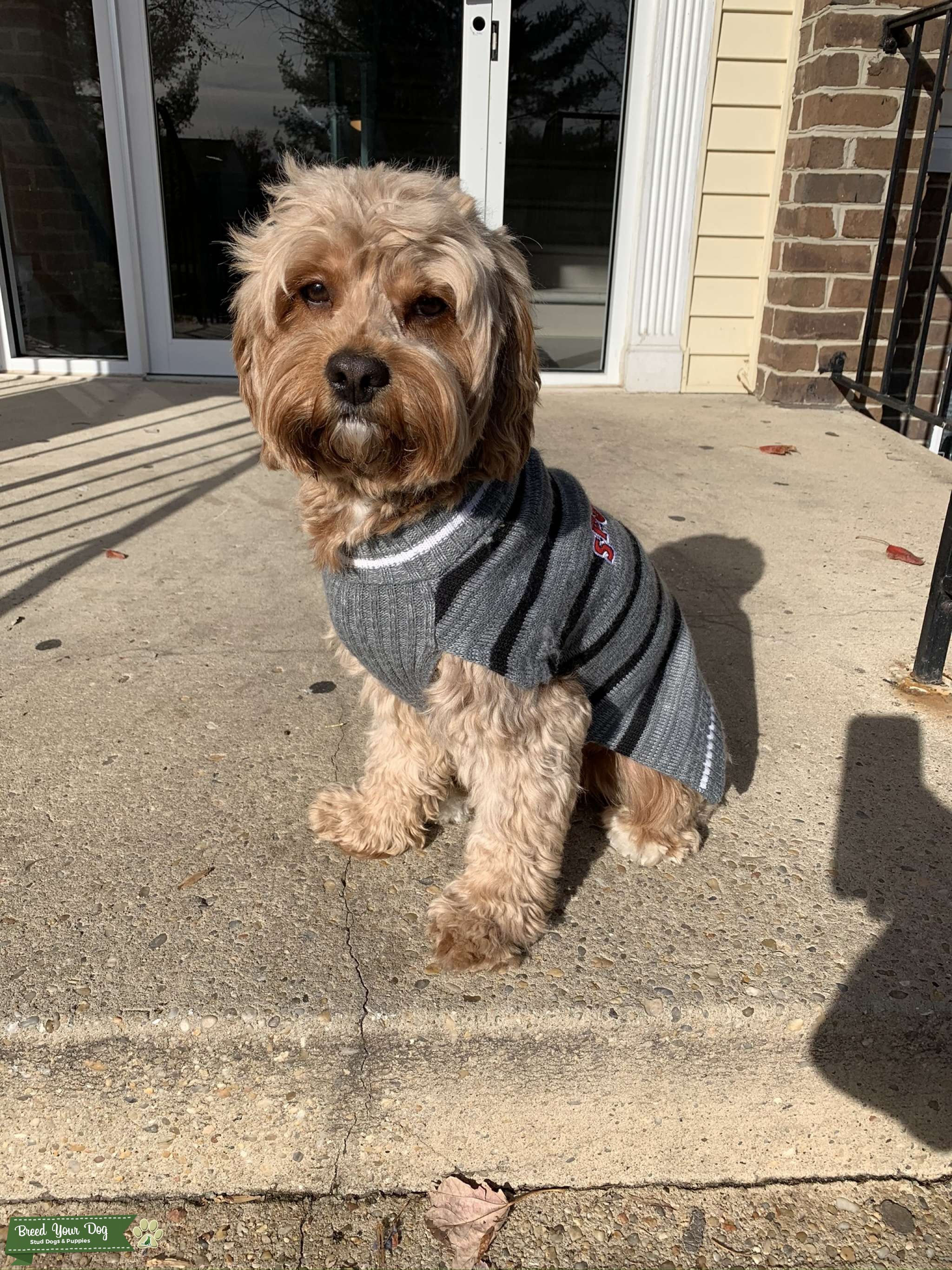 Looking to Mate With A Lovely Female - Stud Dog in USA, the United ...