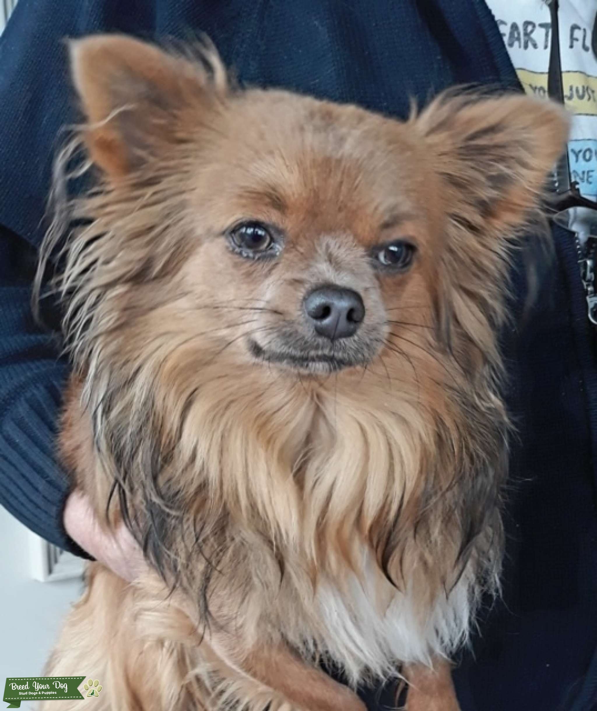 For Stud Long Coat Blue Fawn Black Sable - Stud Dog in West Midlands ...