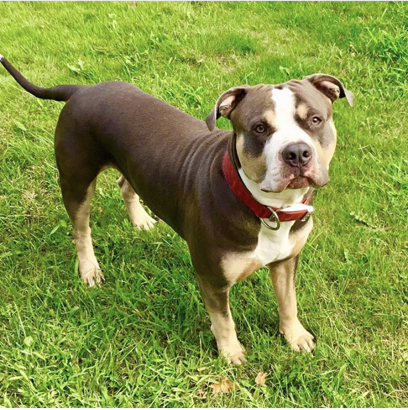 APBT - Stud Dog in Nassau County , the United States | Breed Your Dog