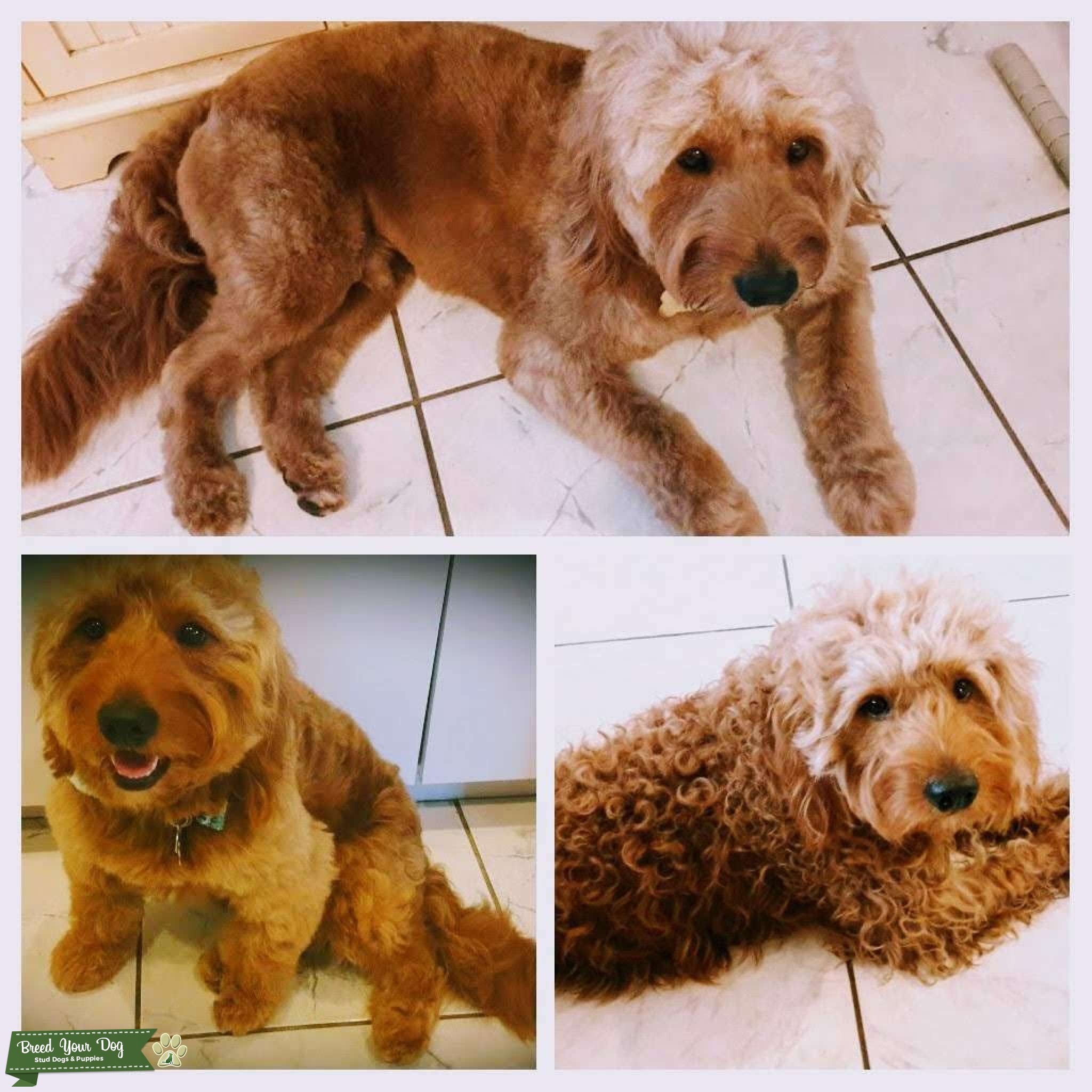 Red Mini Goldendoodle For Stud - Stud Dog in Florida, United States ...