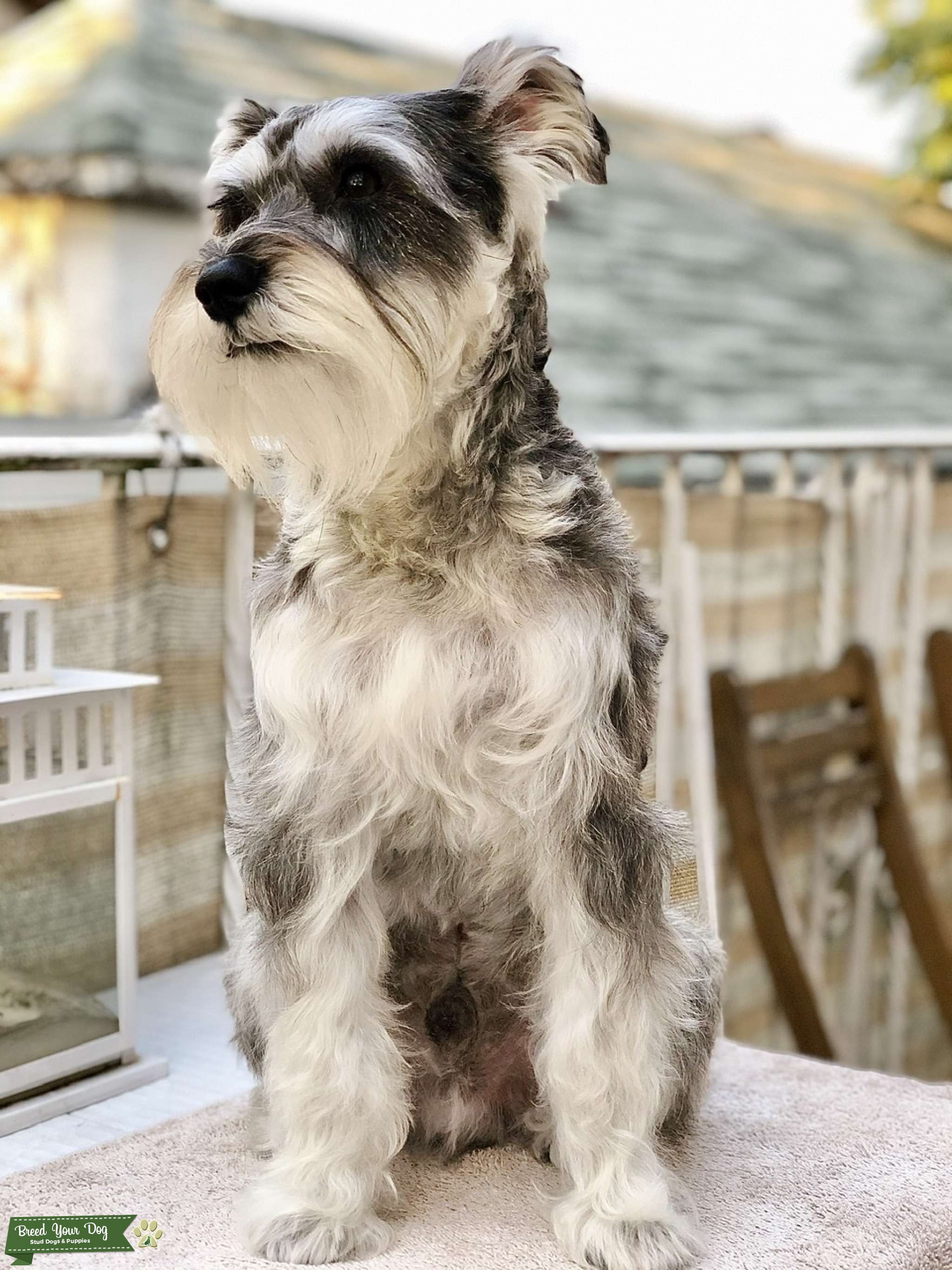 Looking for Female schnauzer - Stud Dog New york - Breed Your Dog