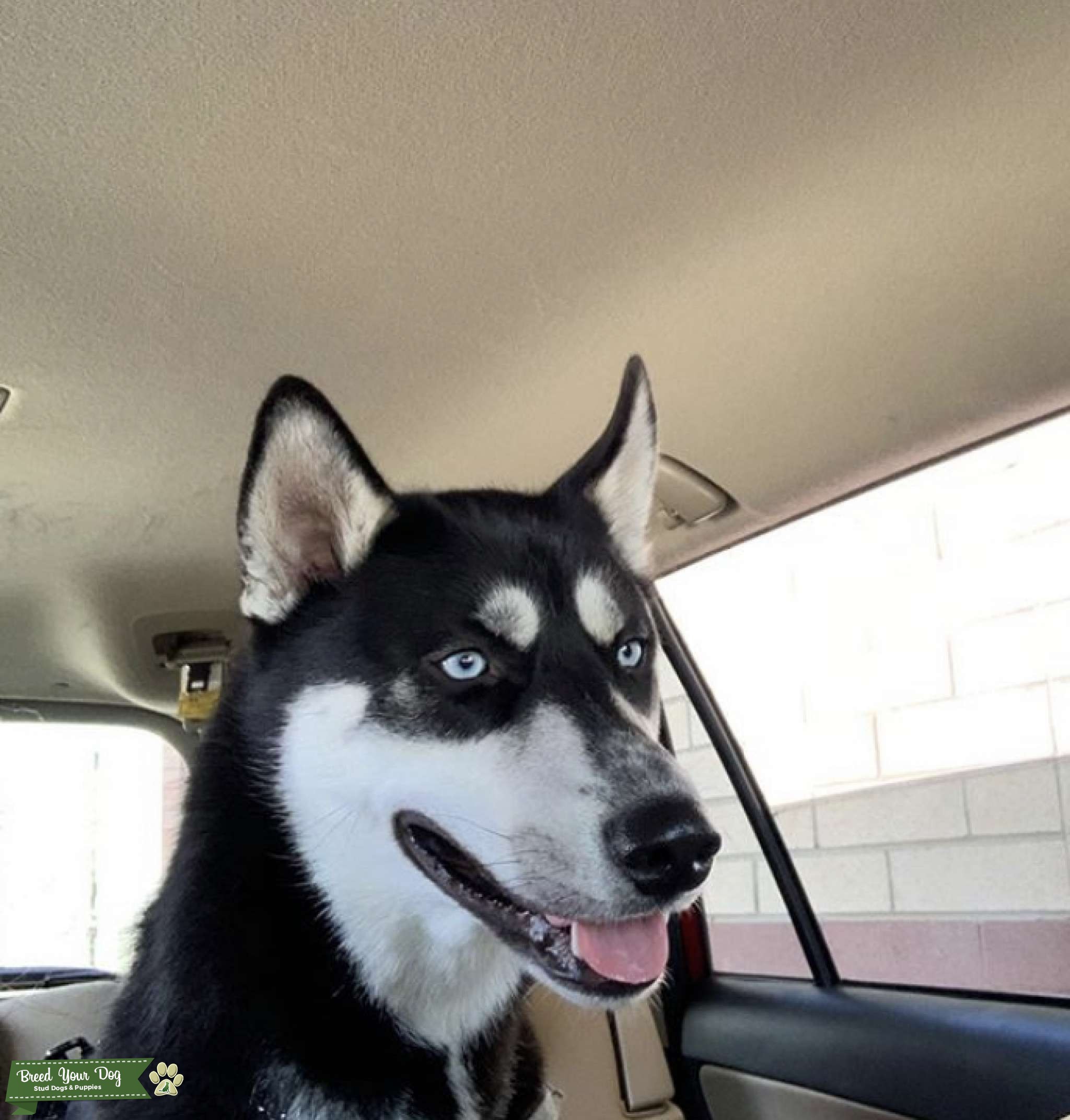 Purebred Siberian Husky - Stud Dog in Midwest, the United States ...