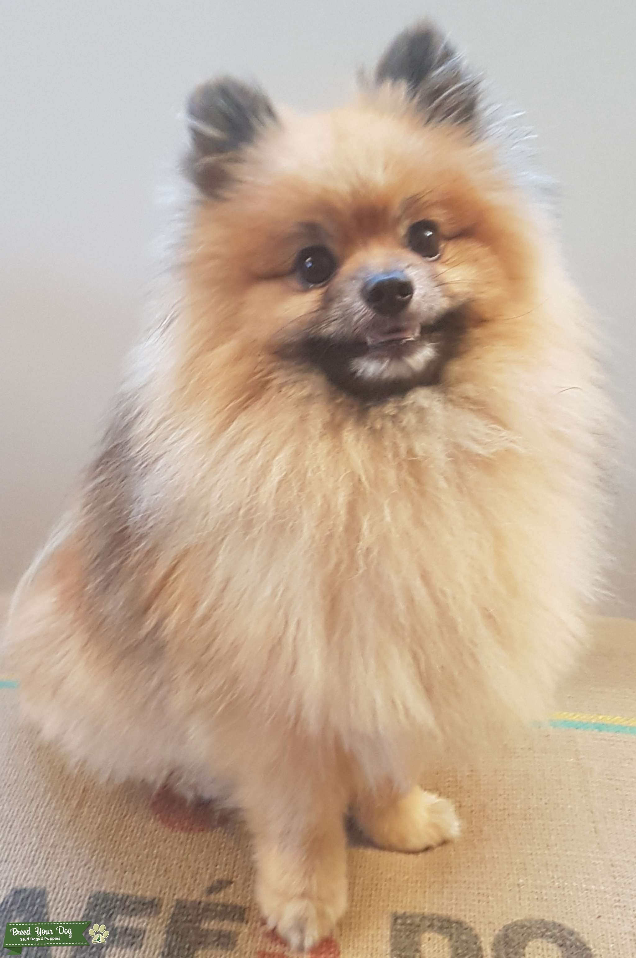 Pom Dog (KC) for Stud - Stud Dog in Hertfordshire, the United States ...