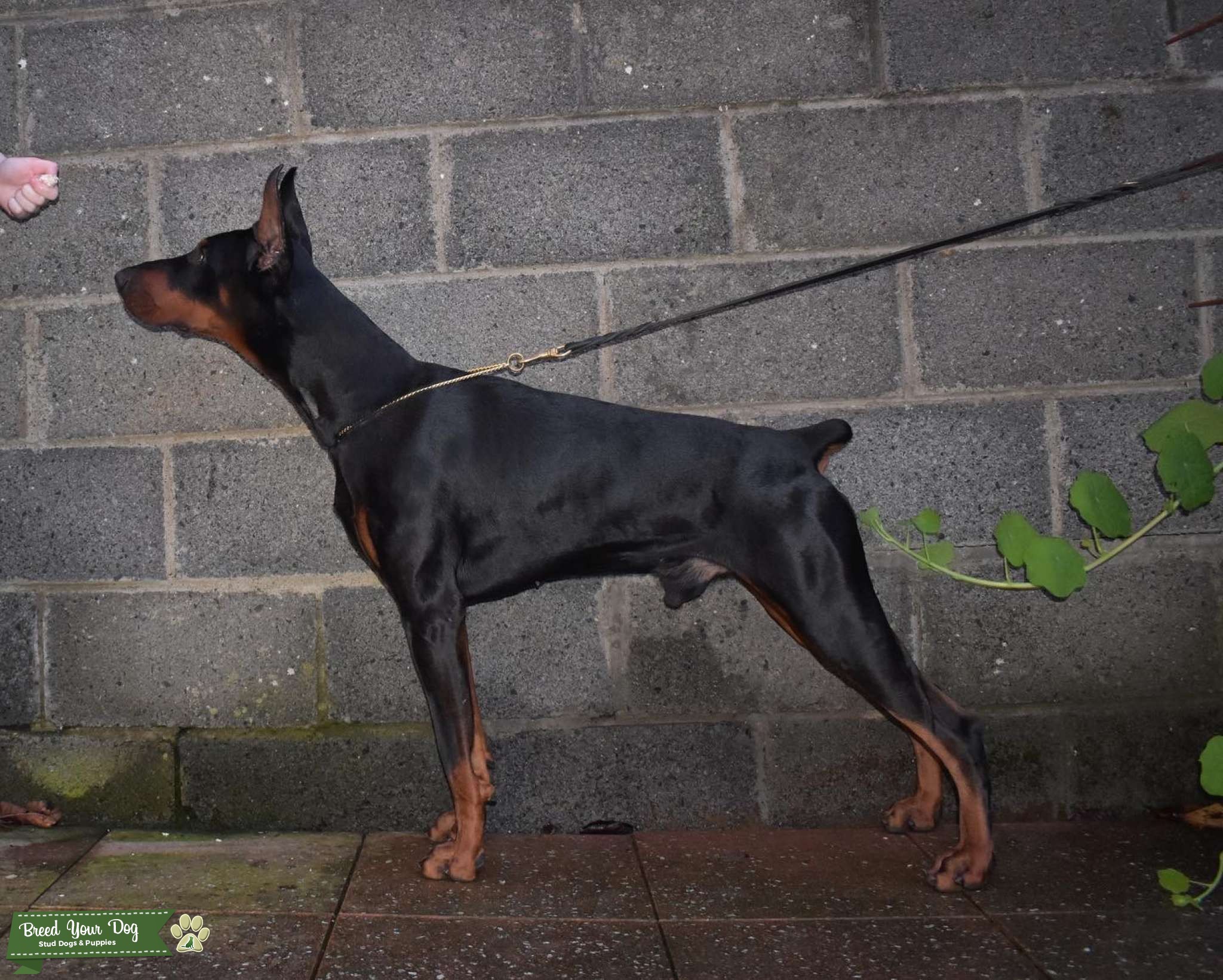 DOBERMAN STUD - Stud Dog Leinster - Breed Your Dog