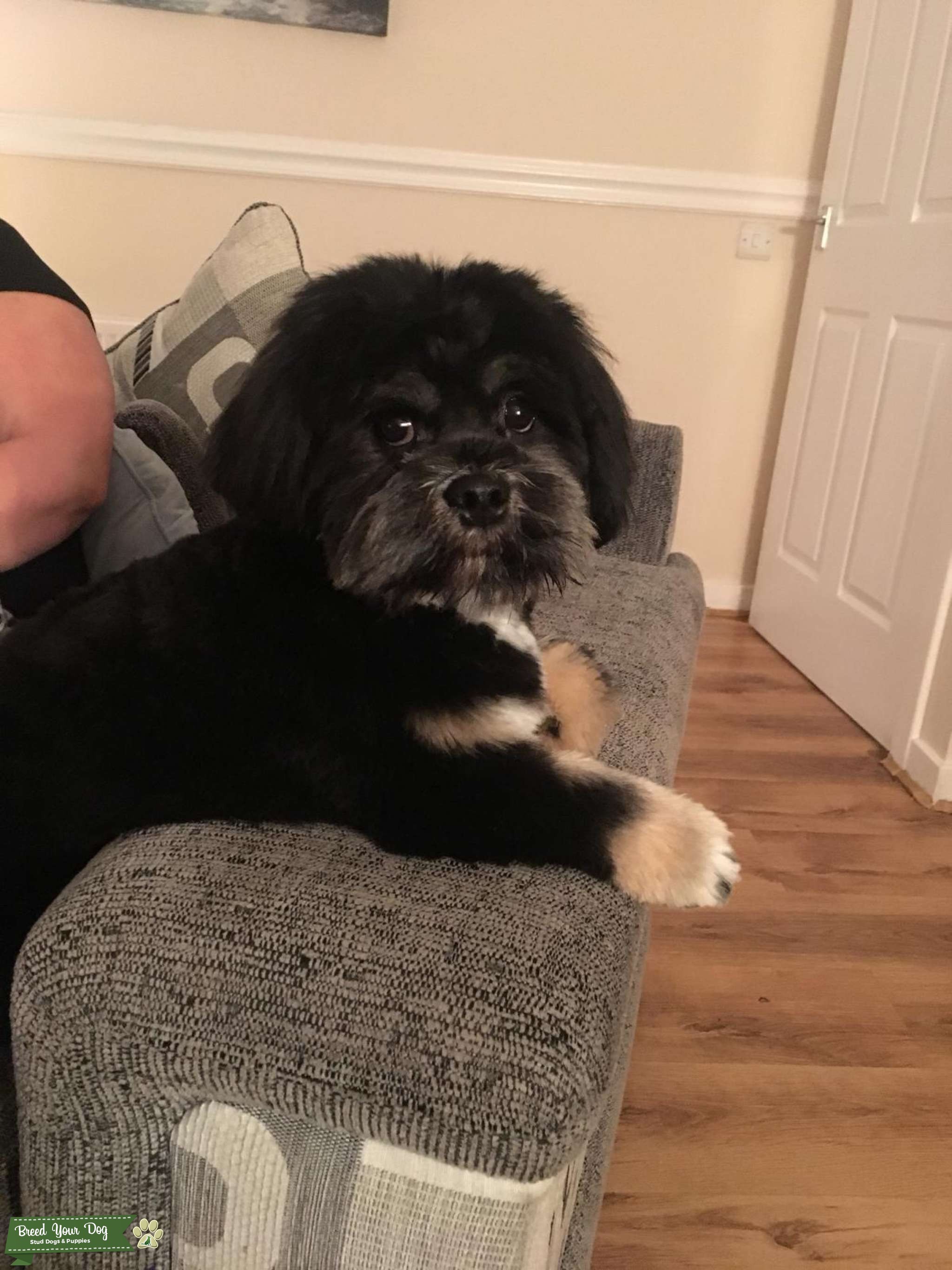 Black Lhasa Apso - Stud Dog in Inverclyde, the United States | Breed ...