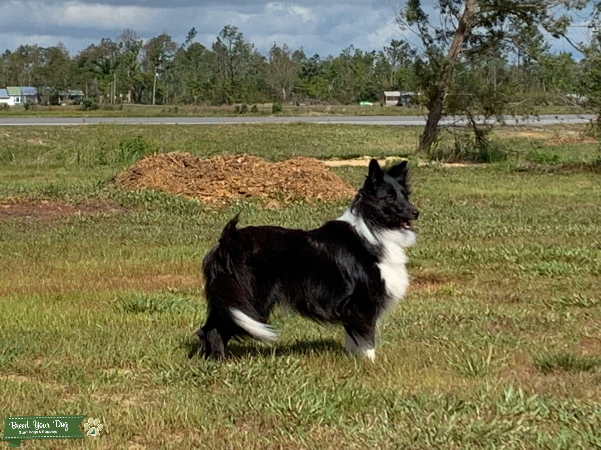 Bi-black Sheltie - Stud Dog in Florida Panhandle, the United States ...