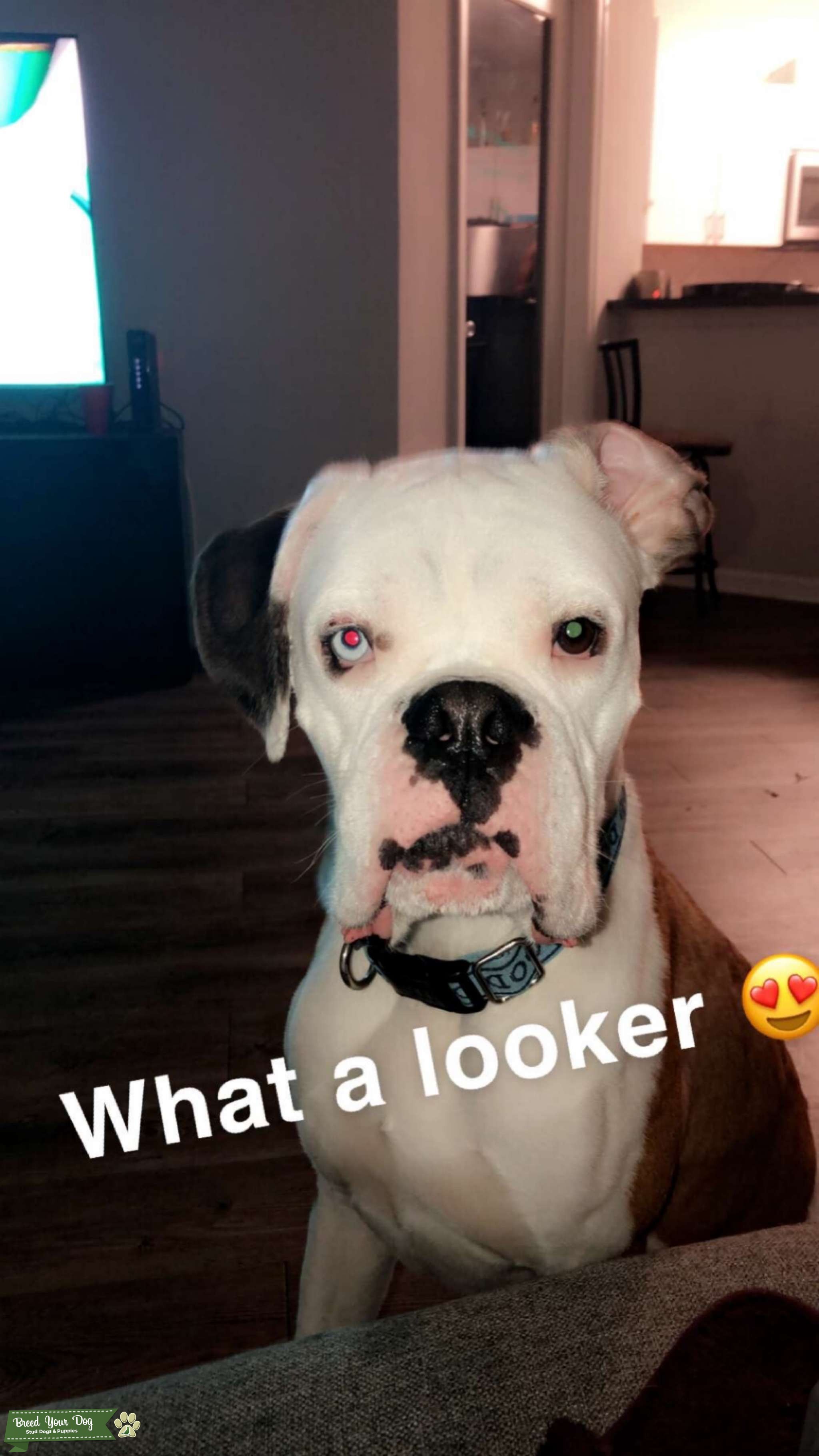 Boxer boy - Stud Dog in Florida , the United States | Breed Your Dog