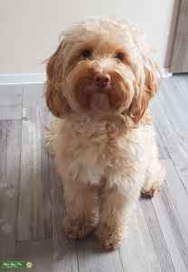 Male Cockapoo ready for breeding - Stud Dog in Hampshire, the United ...