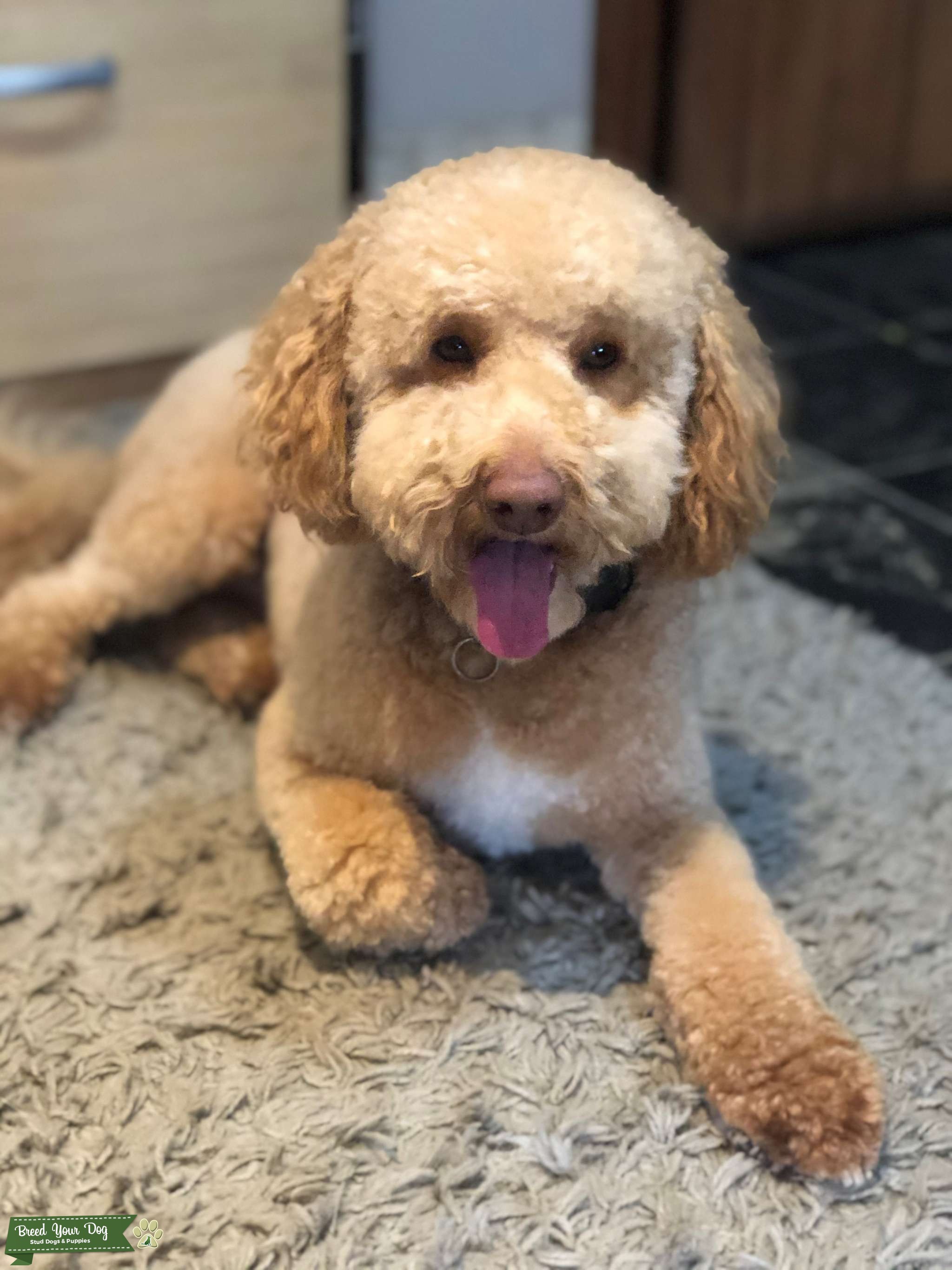 Red/Miniature Poodle - Stud Dog in prudhoe , northumberland, the United ...