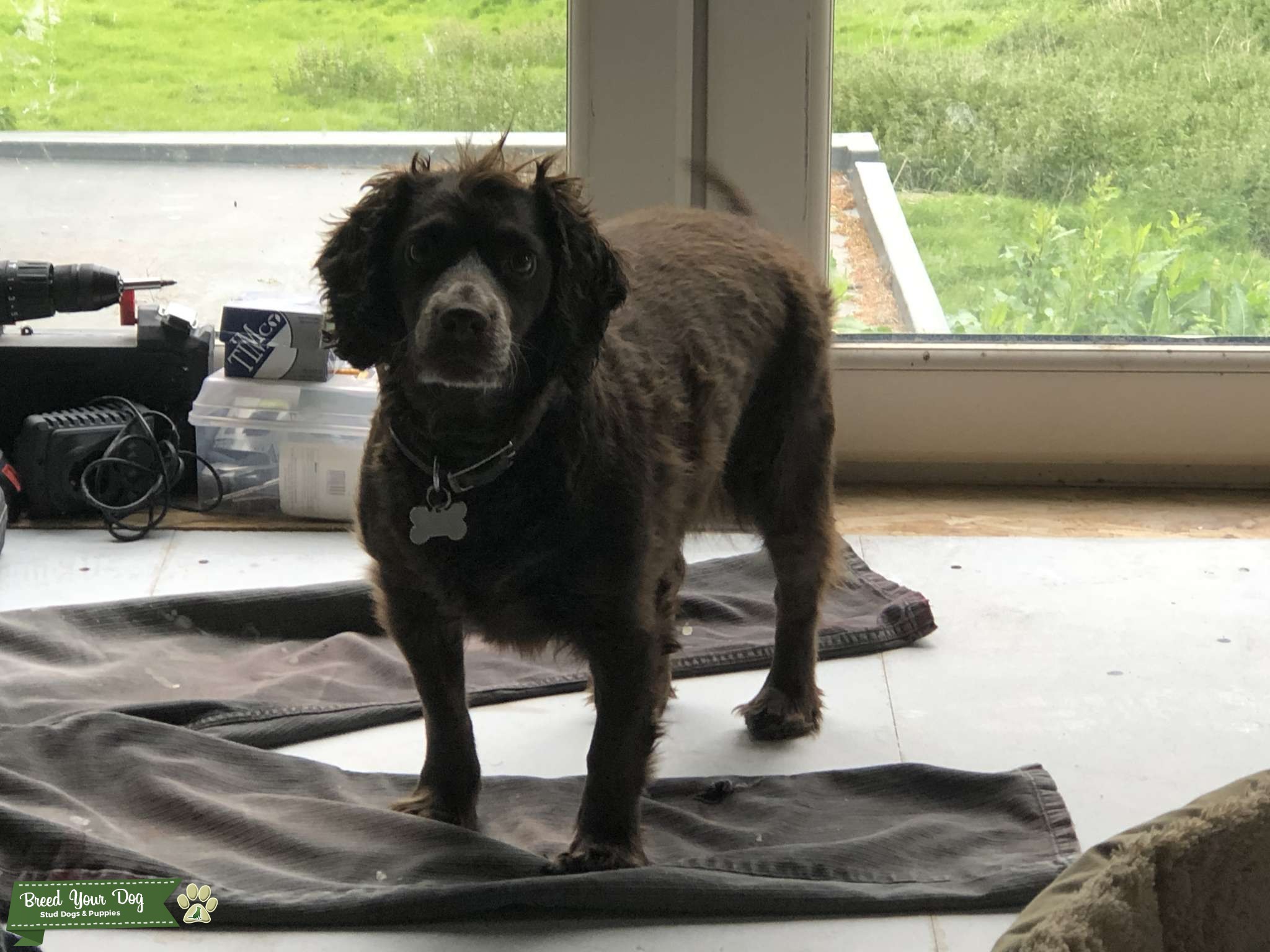 Dark chocolate brown Working Cocker Spaniel - Stud Dog in ...