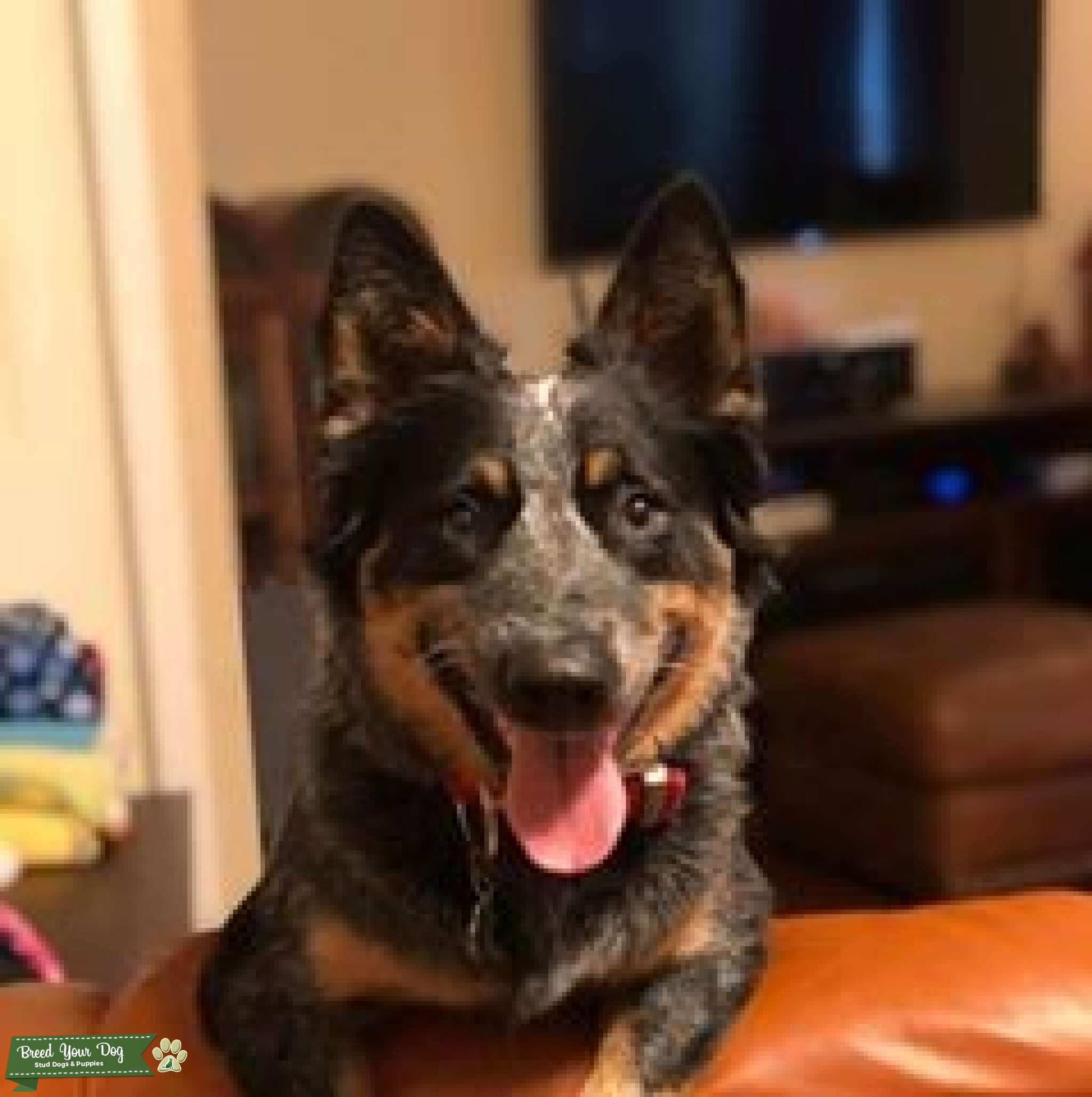 Superior Intelligent Blue Heeler - Stud Dog in South Carolina, United ...
