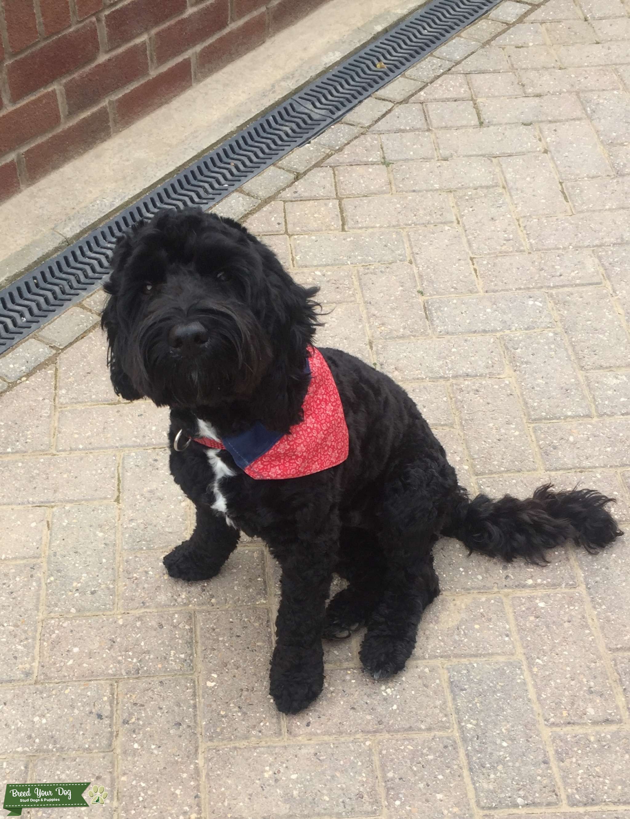 F1 - 1 Year old Cockapoo with great temperament - Stud Dog North ...