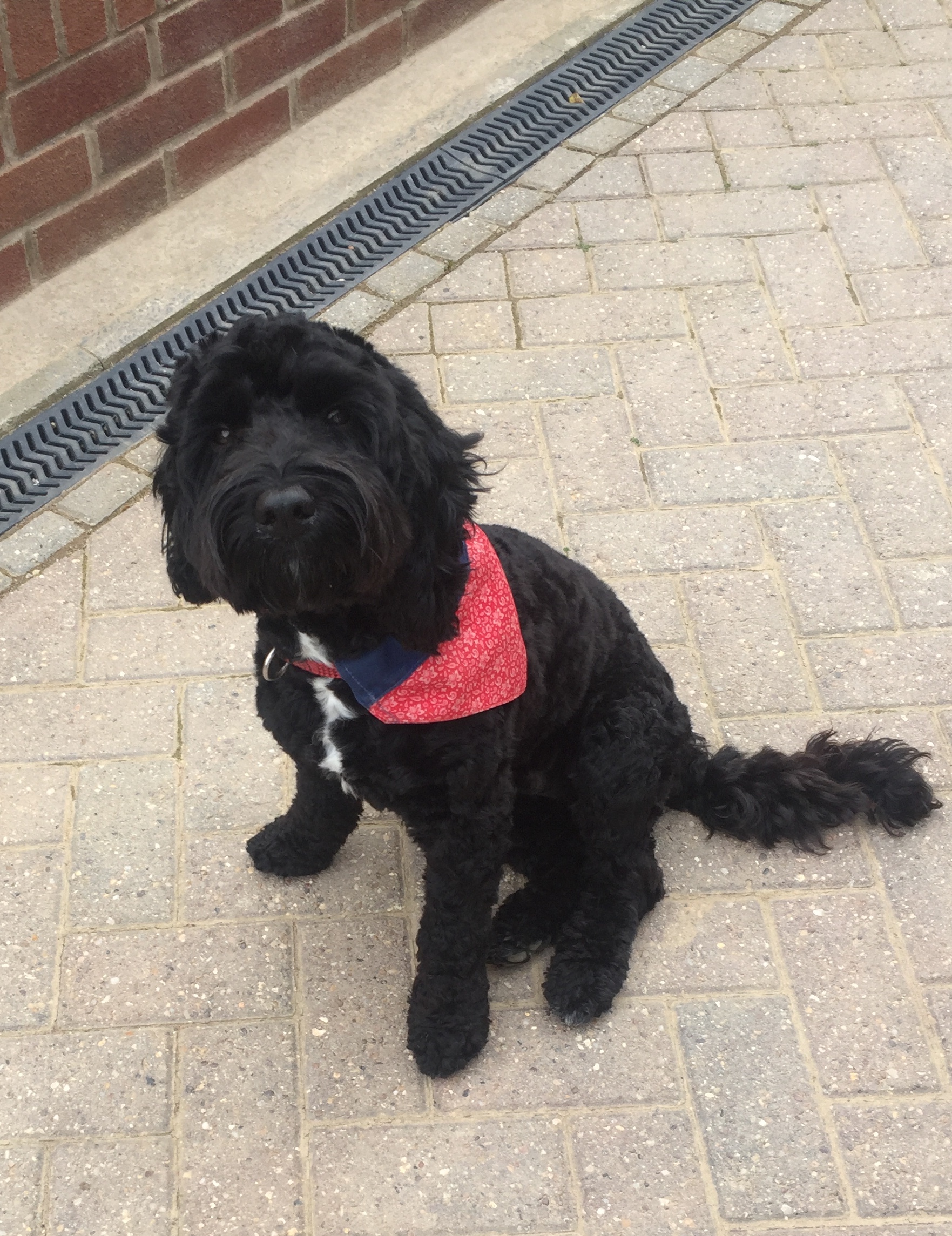 F1 - 1 Year old Cockapoo with great temperament - Stud Dog in North ...