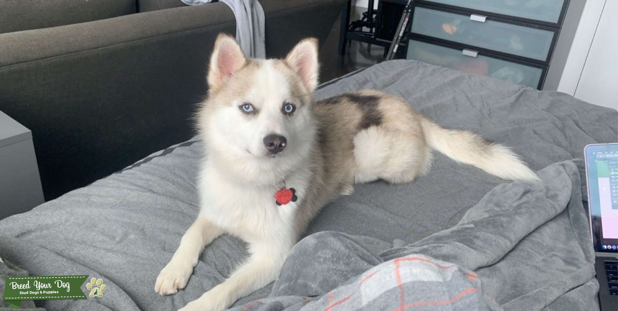 Male Pomsky - Stud Dog in Chicago, the United States | Breed Your Dog