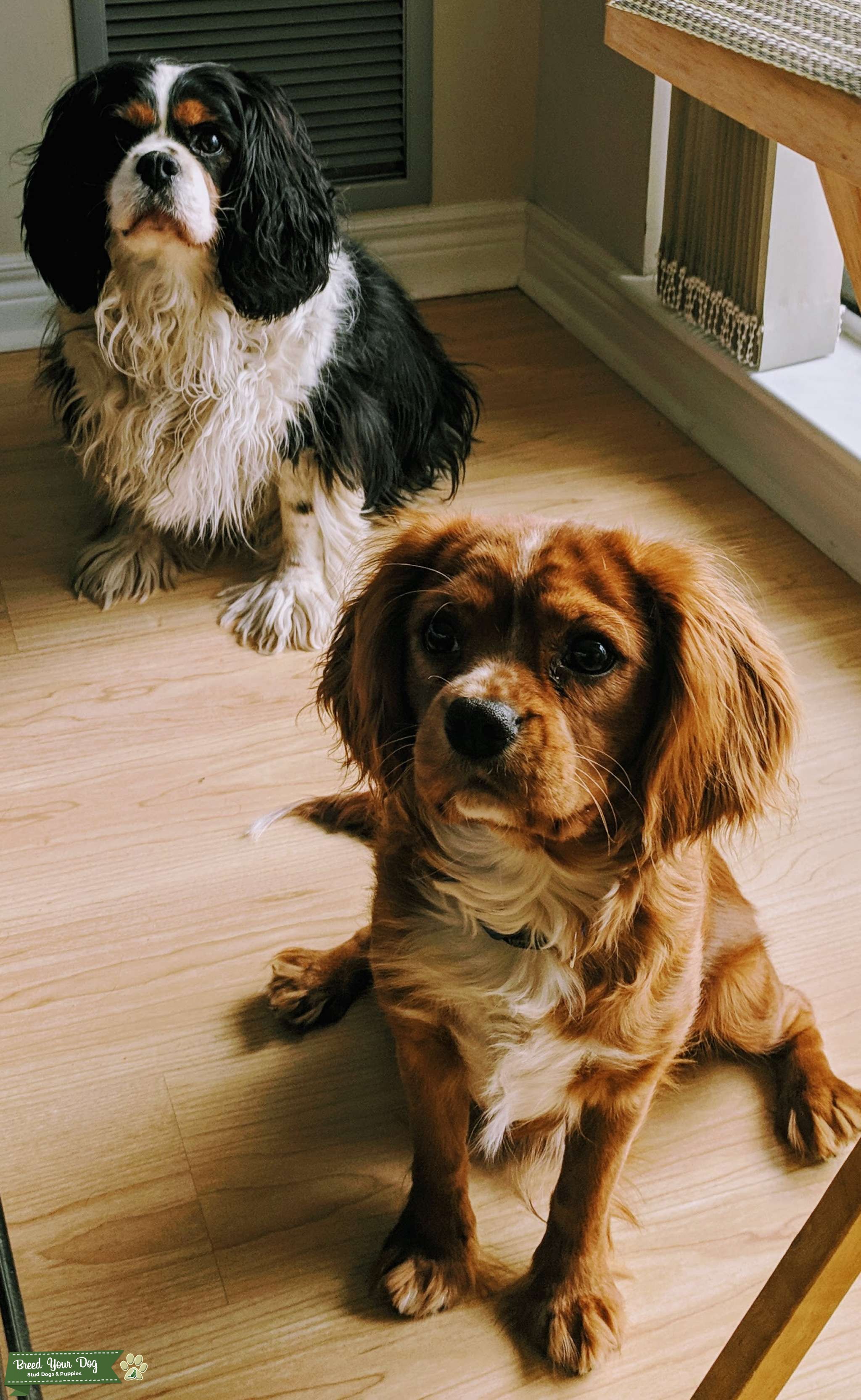 Ruby Male Cavalier King Charles Spaniel - Stud Dog Ontario - Breed Your Dog