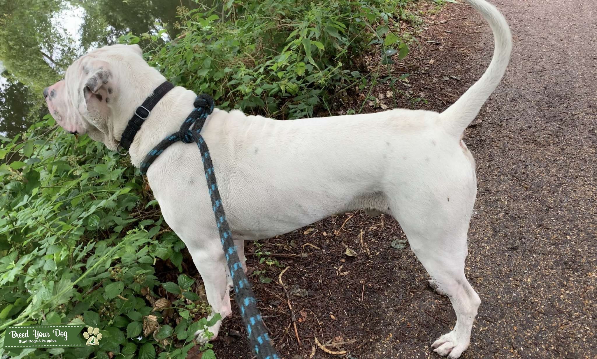 Pakistani Bully Kutta Mastiff Stud - Stud Dog in Surrey, the United ...