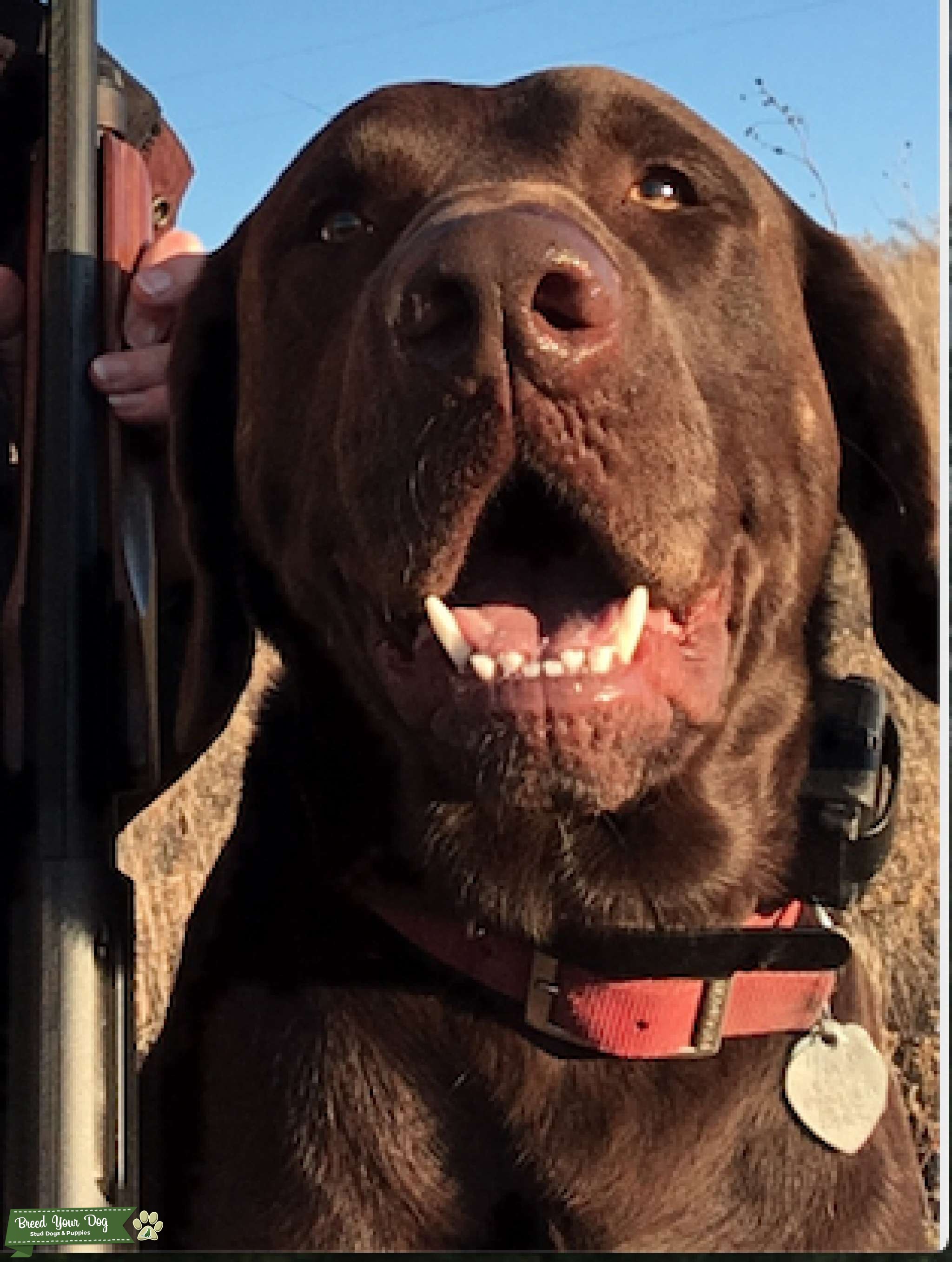 Chocolate Labrador - Stud Dog in TX, the United States | Breed Your Dog