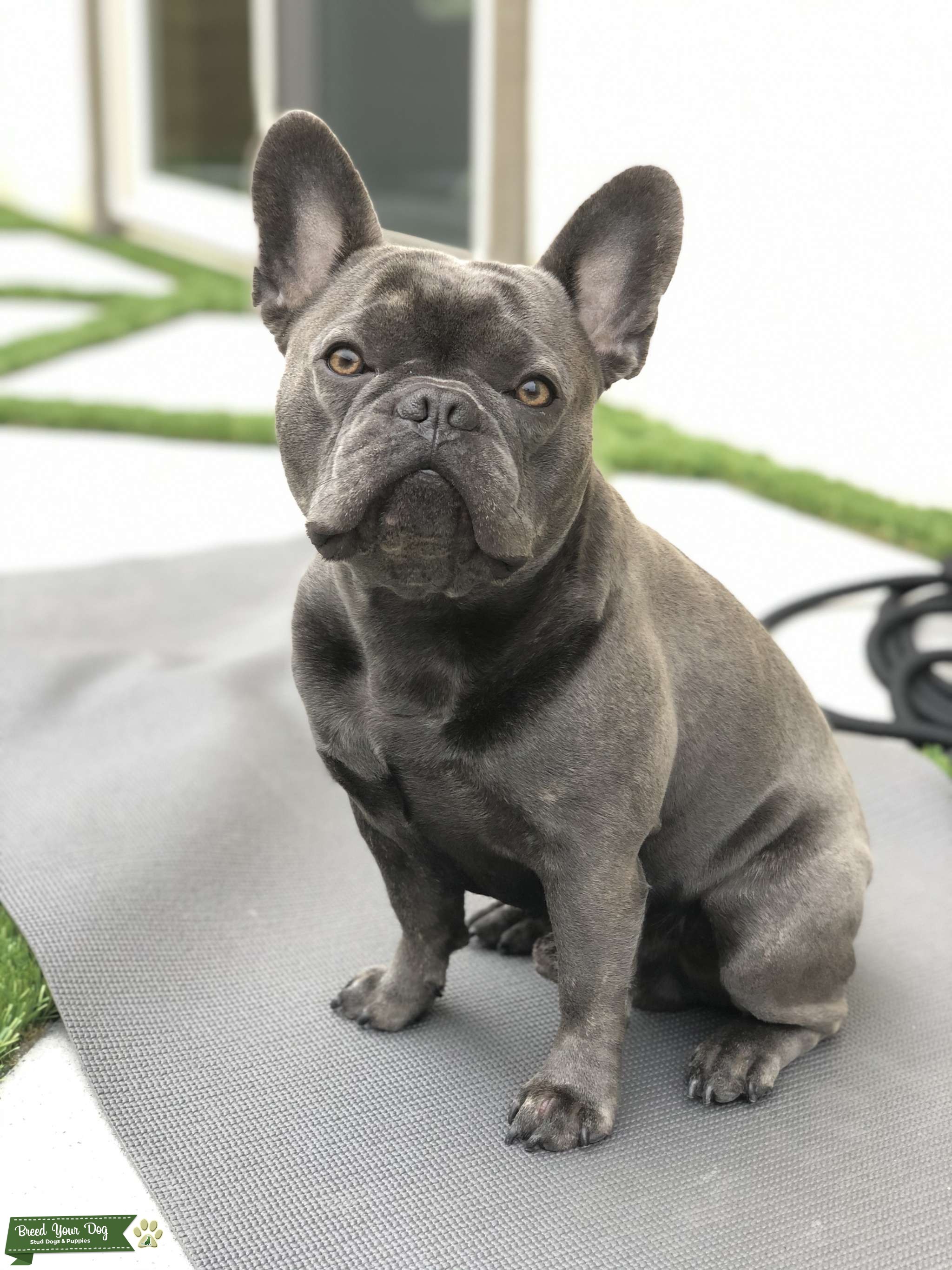 Are Blue French Bulldogs Recognized By The Akc