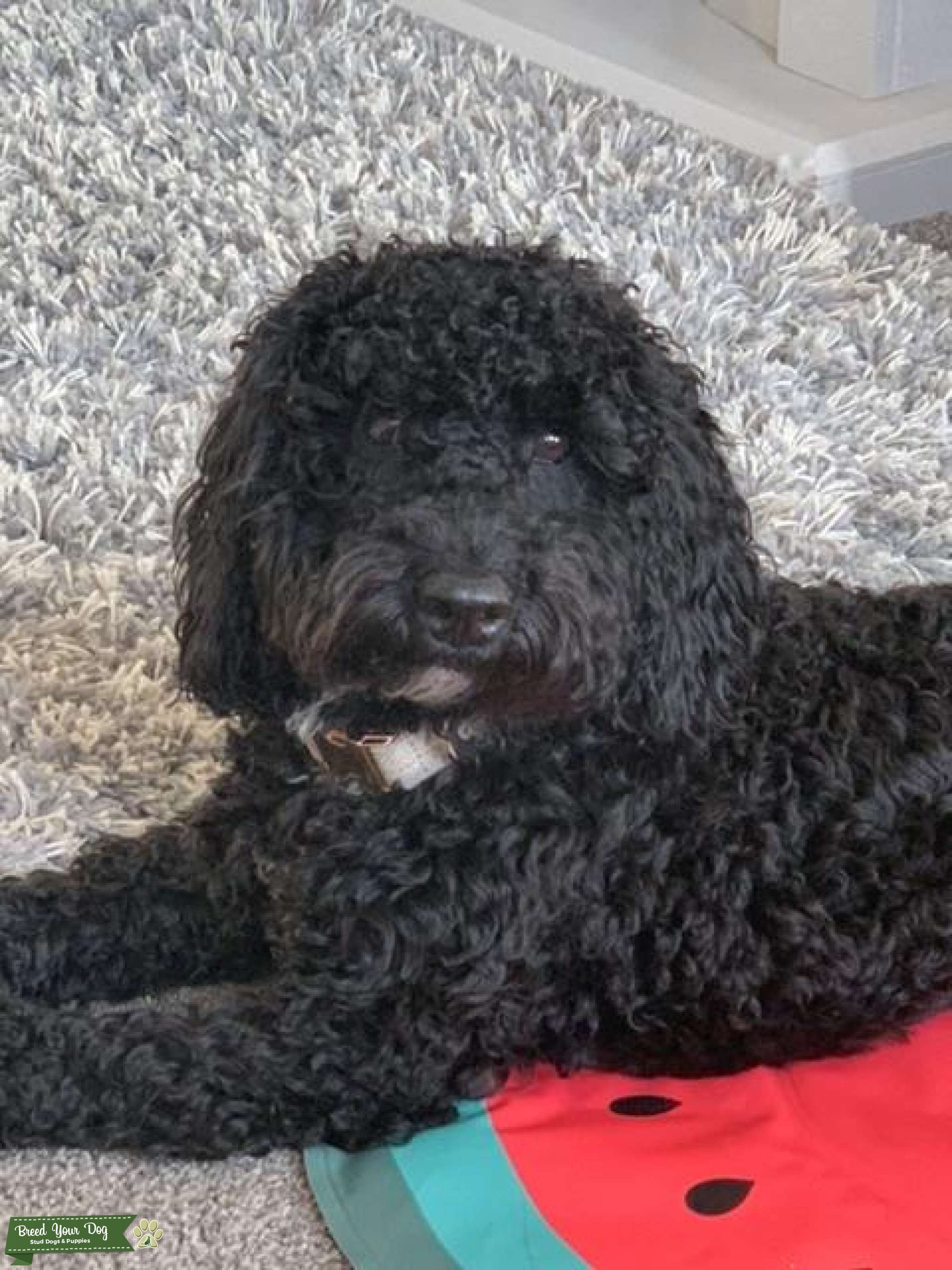 Cockapoo available for stud - Stud Dog in South Yorkshire, the United ...