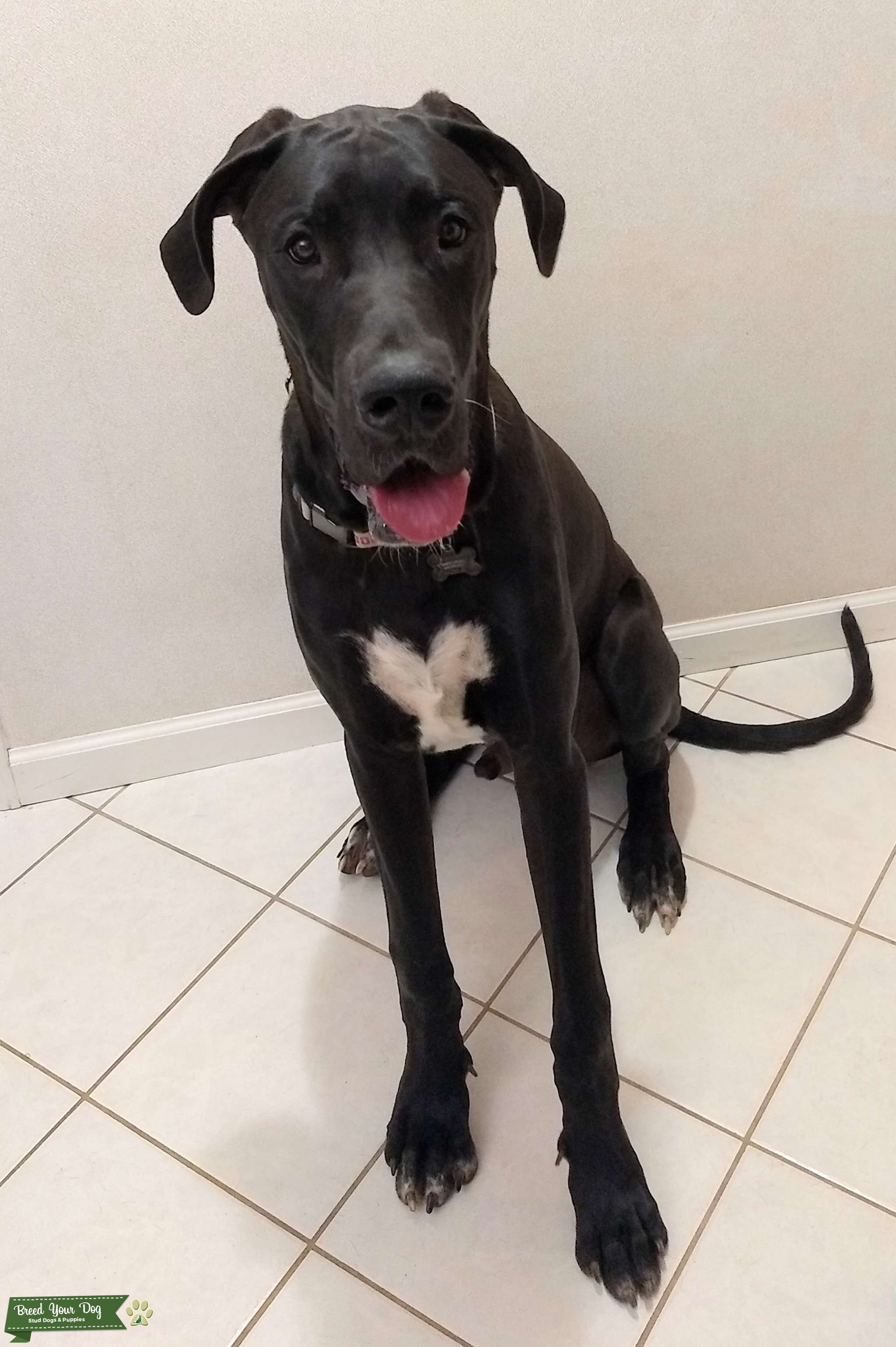 Great Dane stud - Stud Dog in Duluth, Georgia, the United States ...