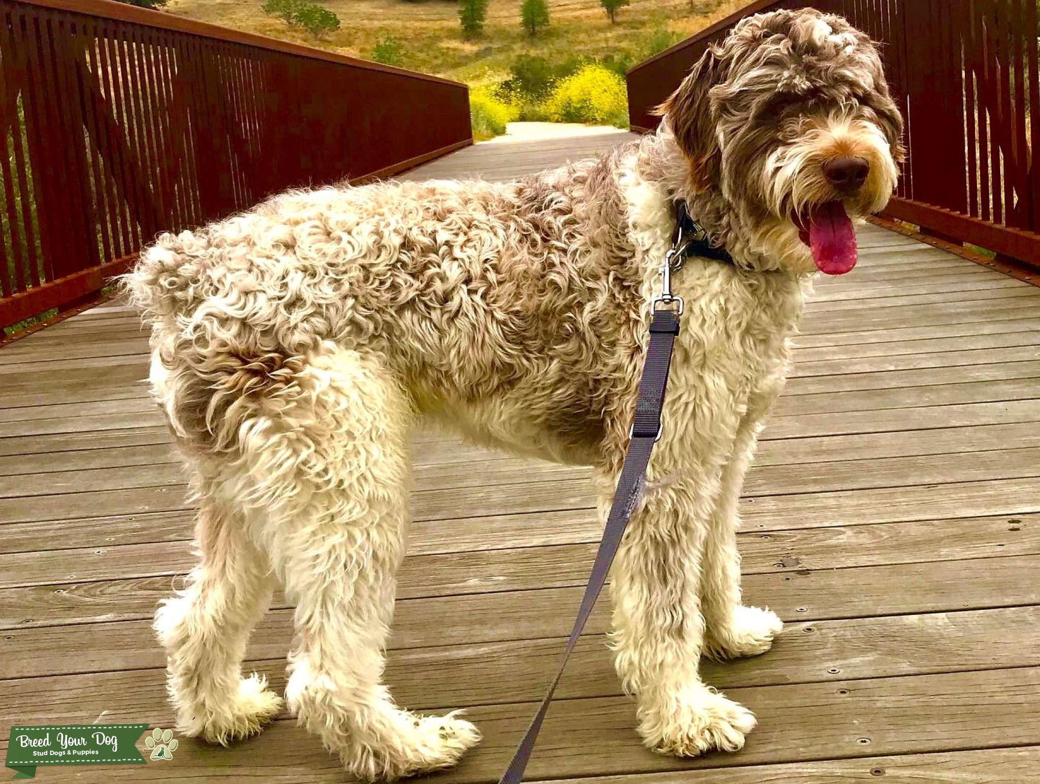 Bi-colored AKC registered Aussiedoodle - Stud Dog in Northern ...