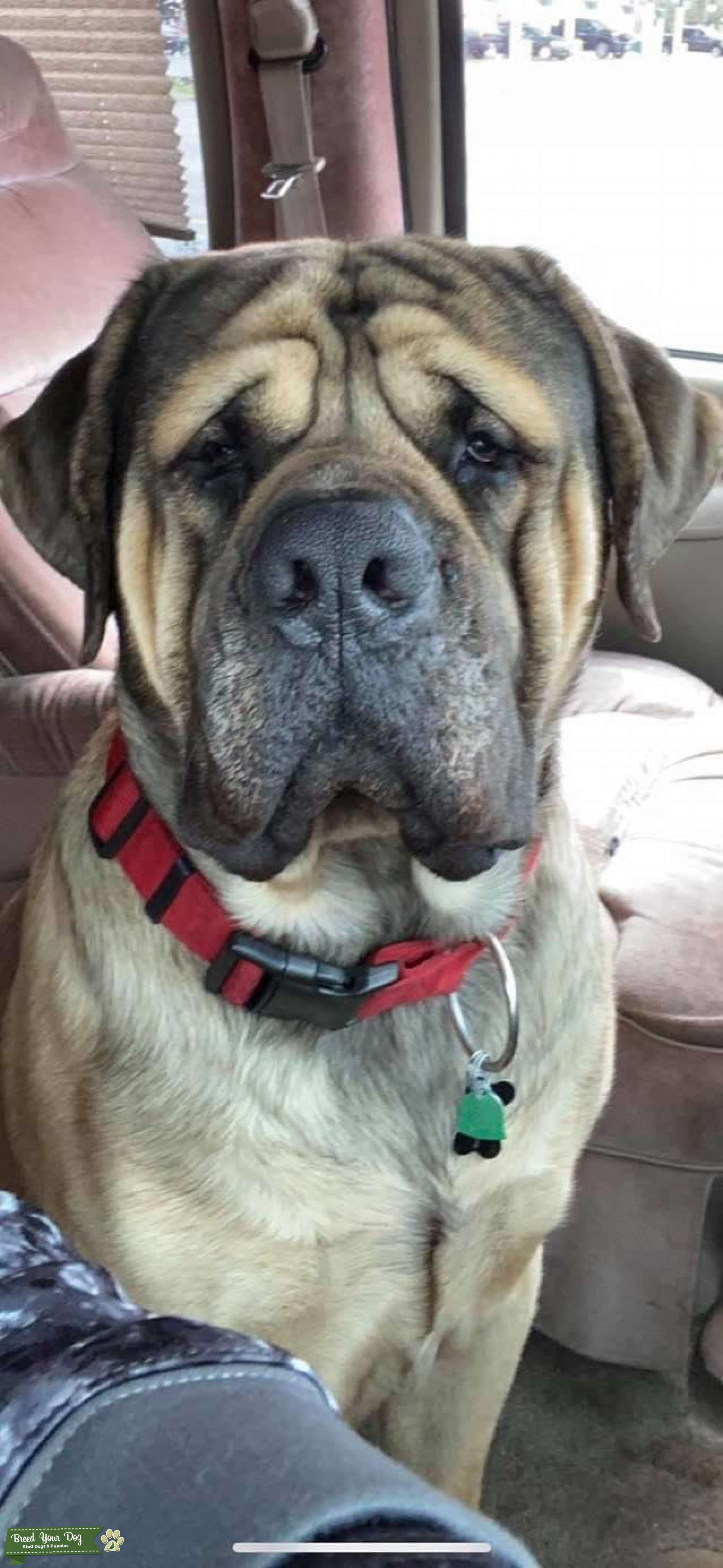 Old English Mastifff, weighing 190lbs. He's very good with children and ...