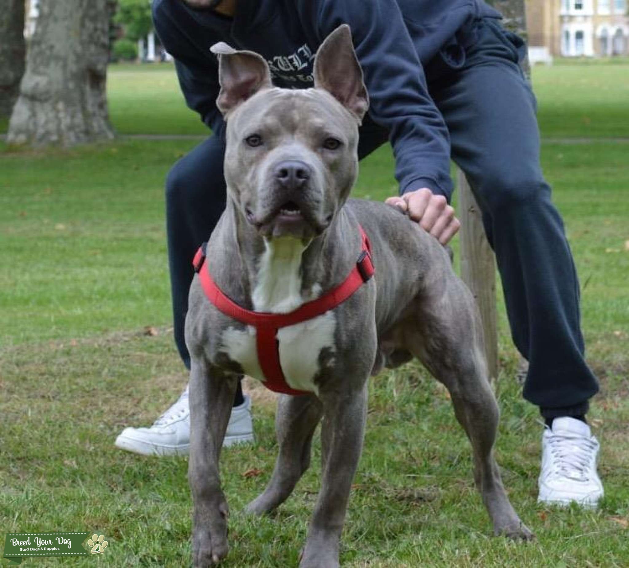 Beautiful Alpha Bulli XL for stud - Stud Dog in England , the United ...