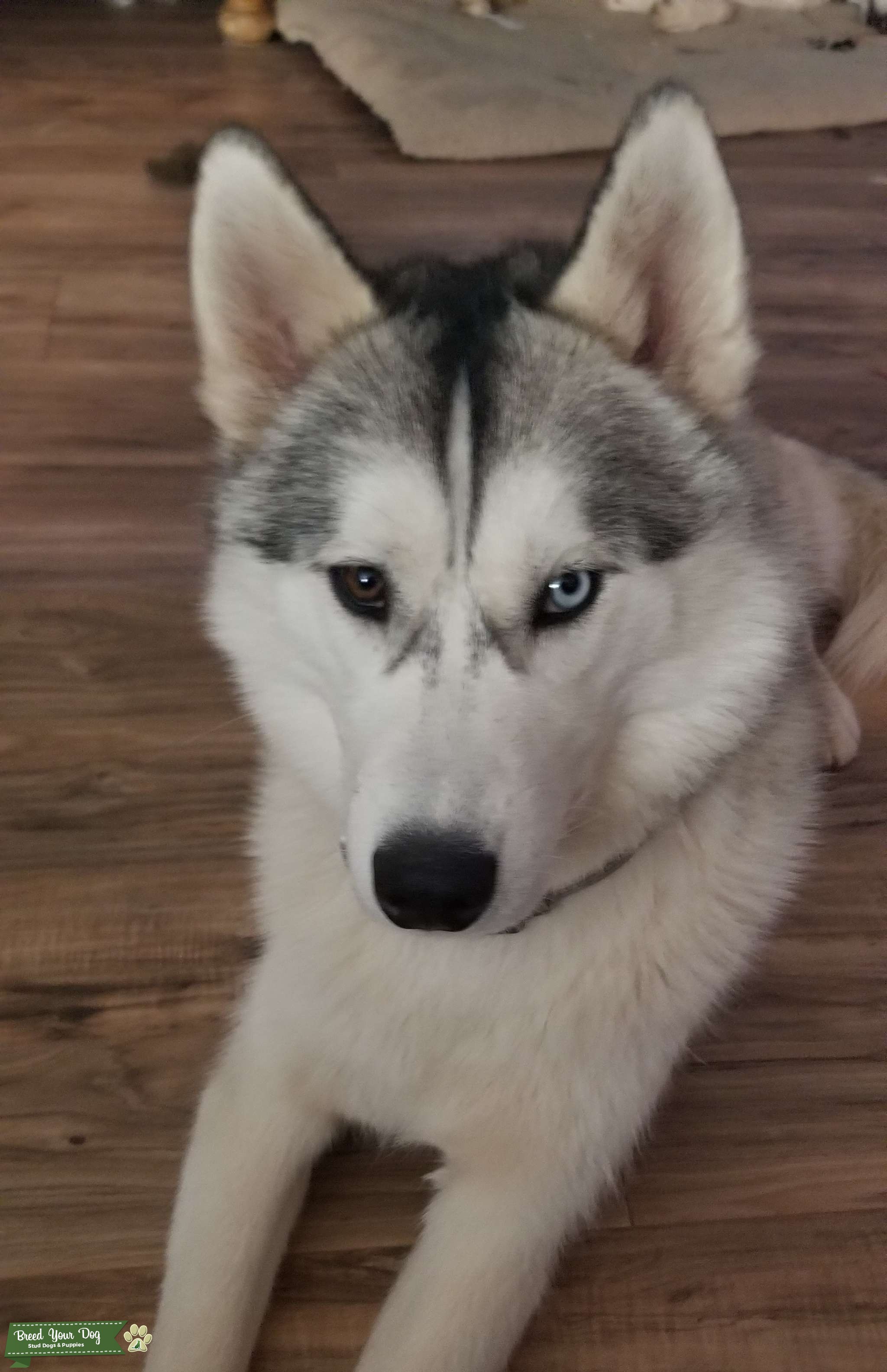 Sweet Beautiful Husky - Stud Dog in Oklahoma, the United States | Breed ...