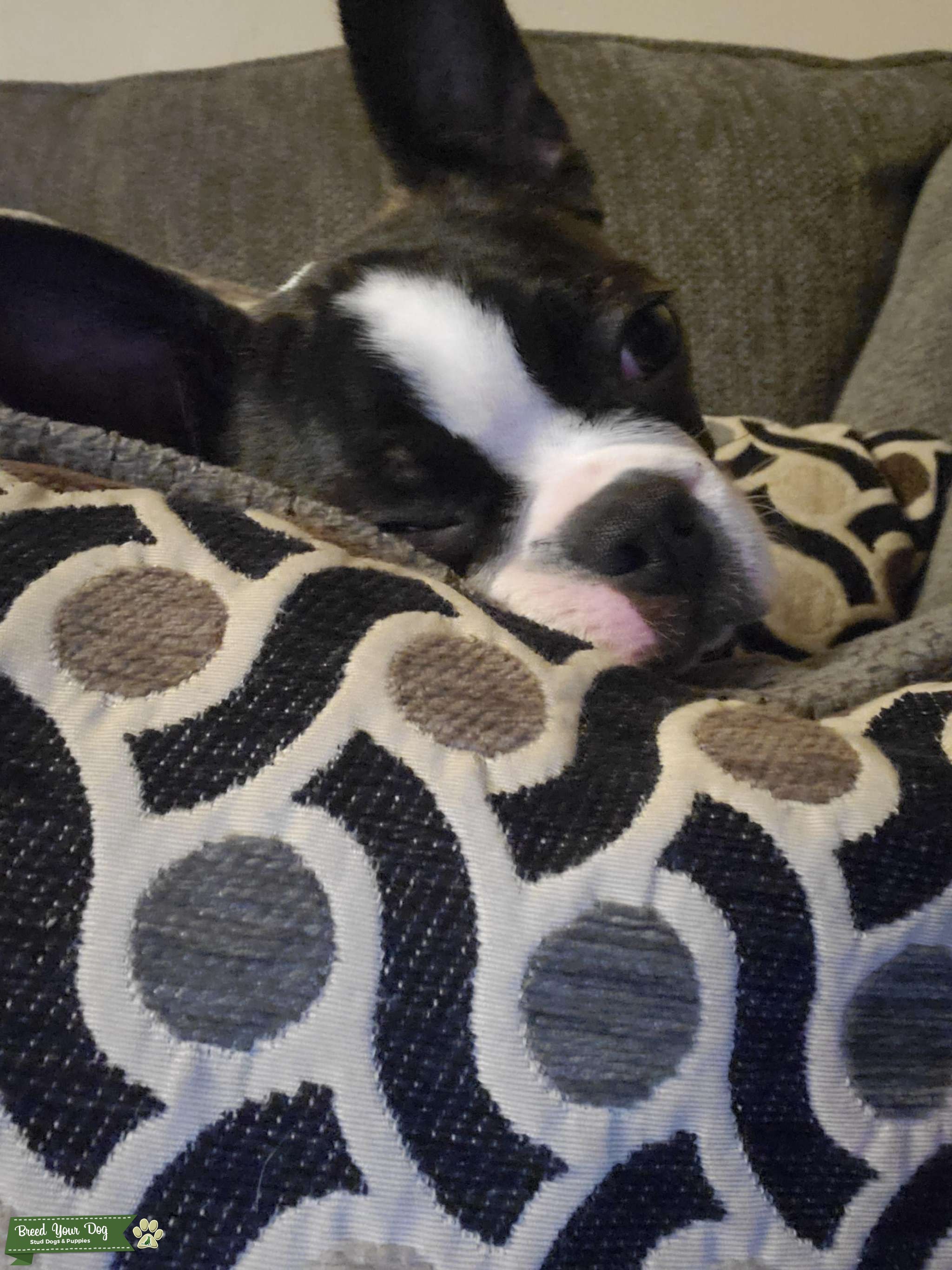 Female Boston terrier - Stud Dog nebraska - Breed Your Dog