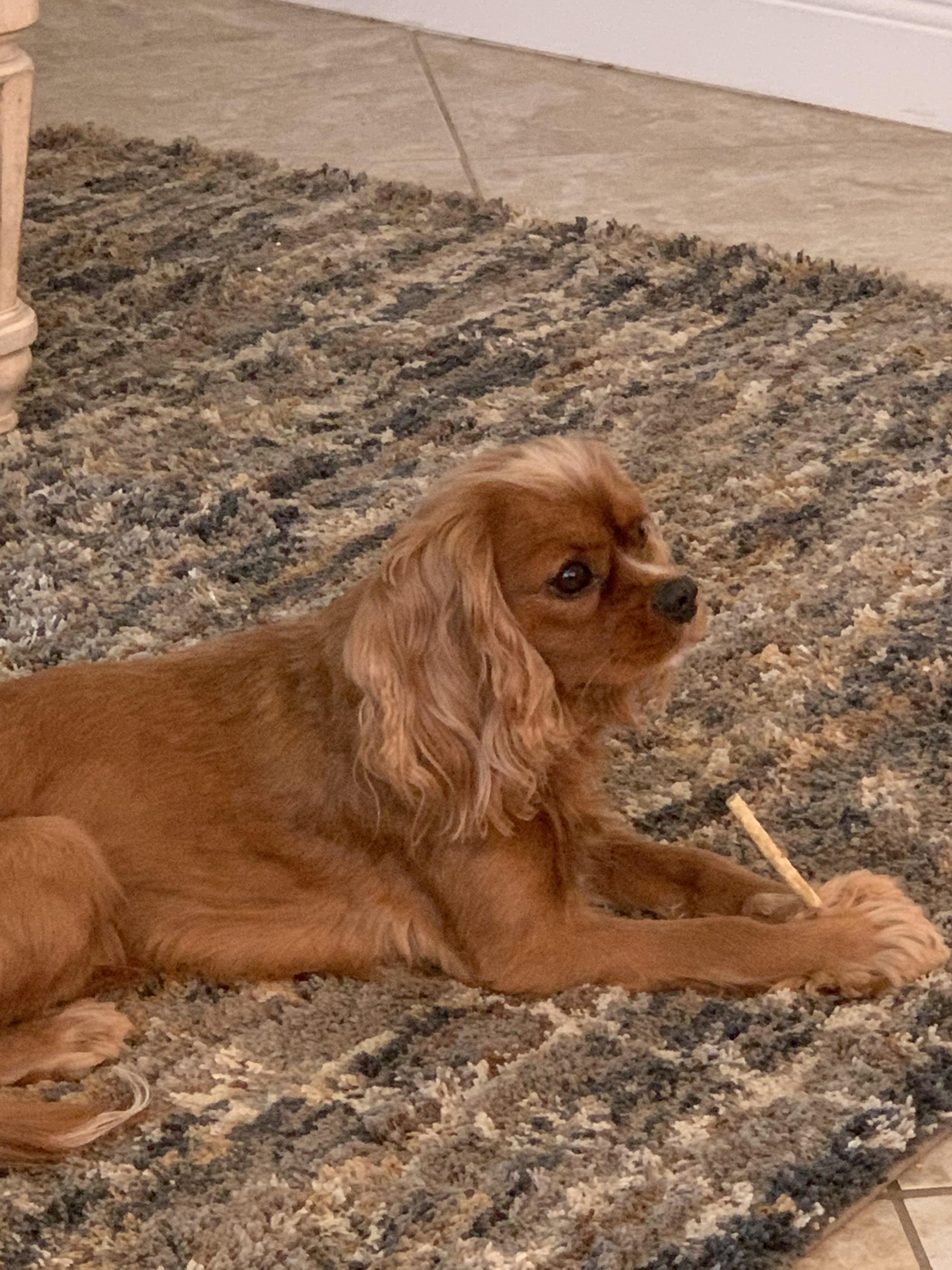 Gorgeous Ruby King Charles - Stud Dog in FL, United States | Breed Your Dog