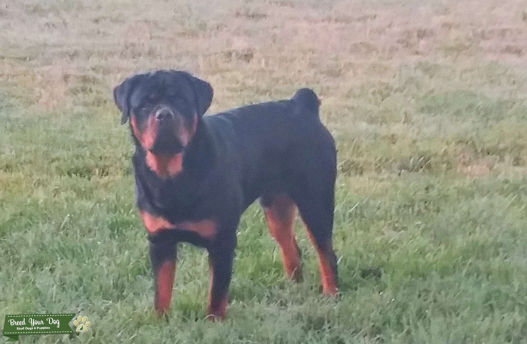 Male German Rottweiler - Stud Dog in NC, Australia | Breed Your Dog