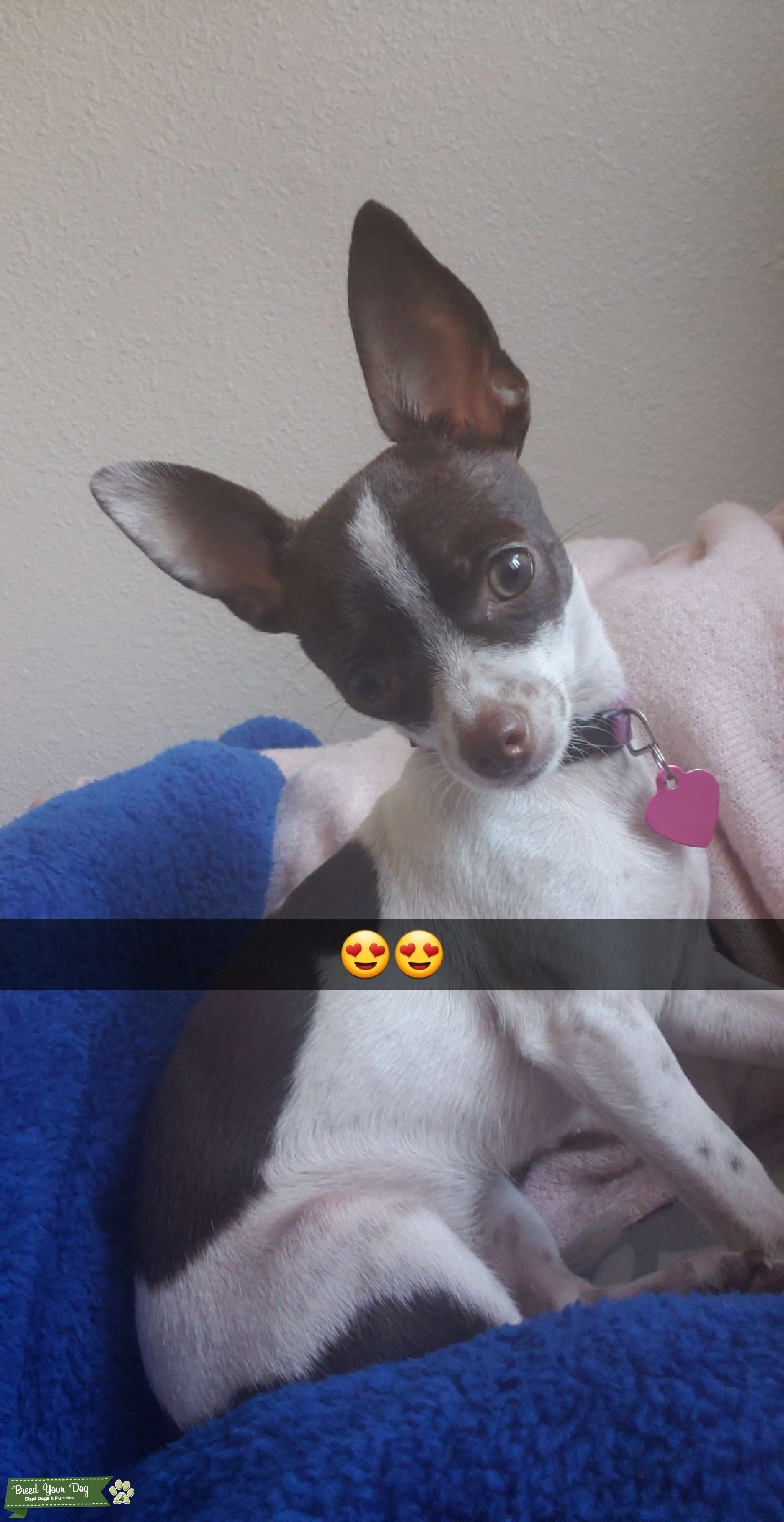 Purebred Applehead Chihuahua - Stud Dog in Tulare, CA, United States ...