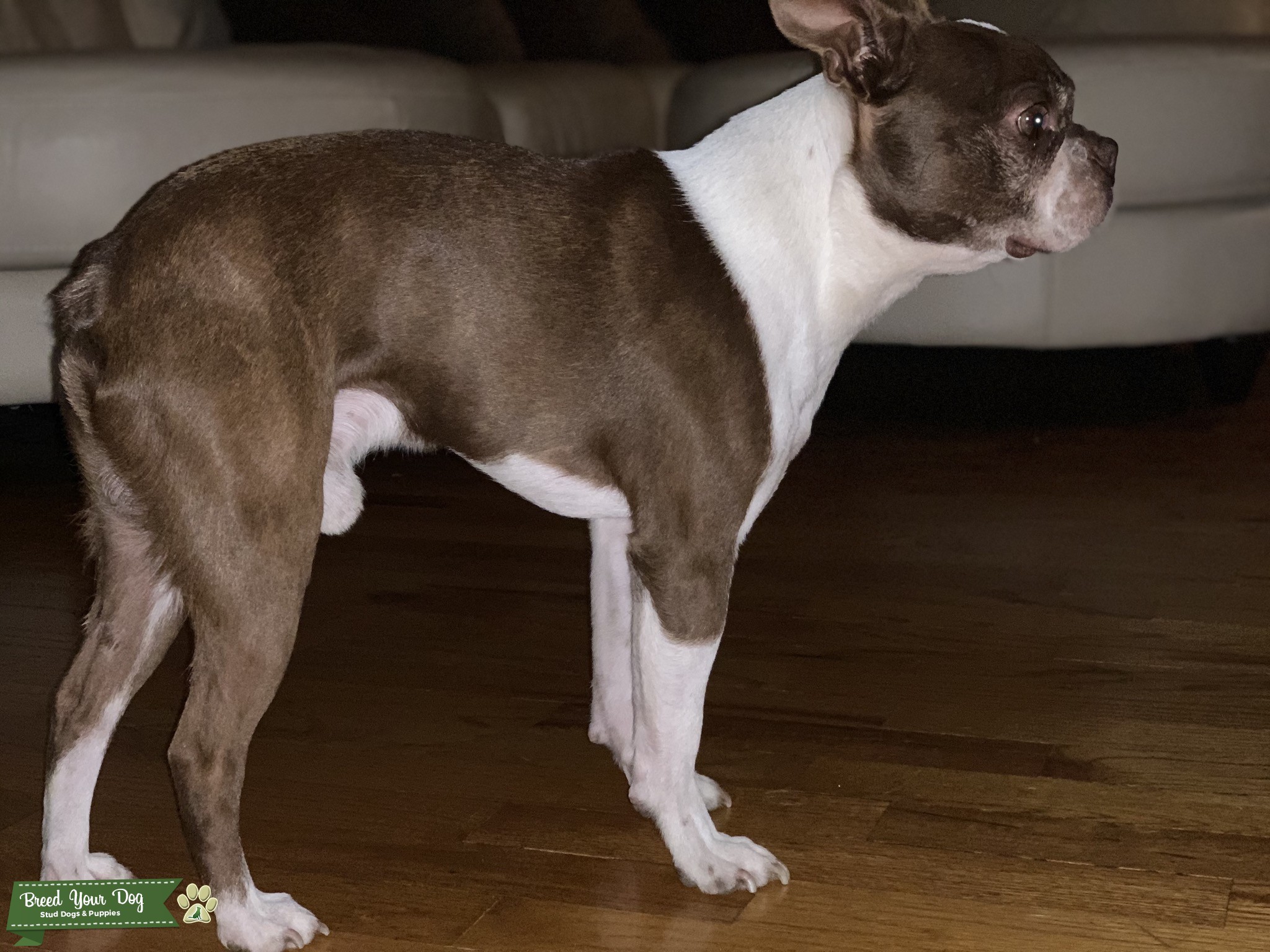 AKC Boston Terrier Stud - Stud Dog in Michigan , the United States ...