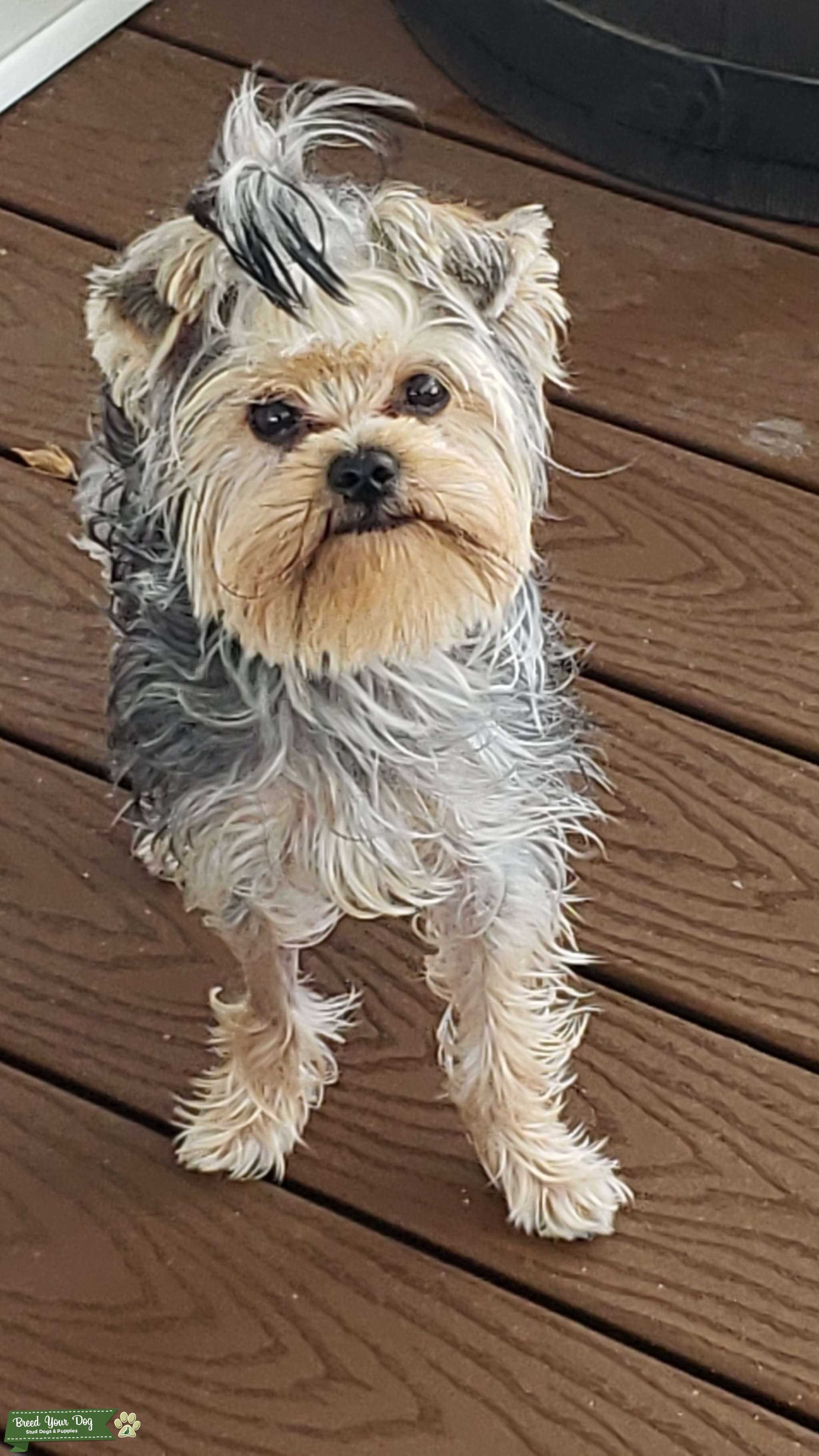 Yorkshire 5lb Stud - Stud Dog in FL, United States | Breed Your Dog